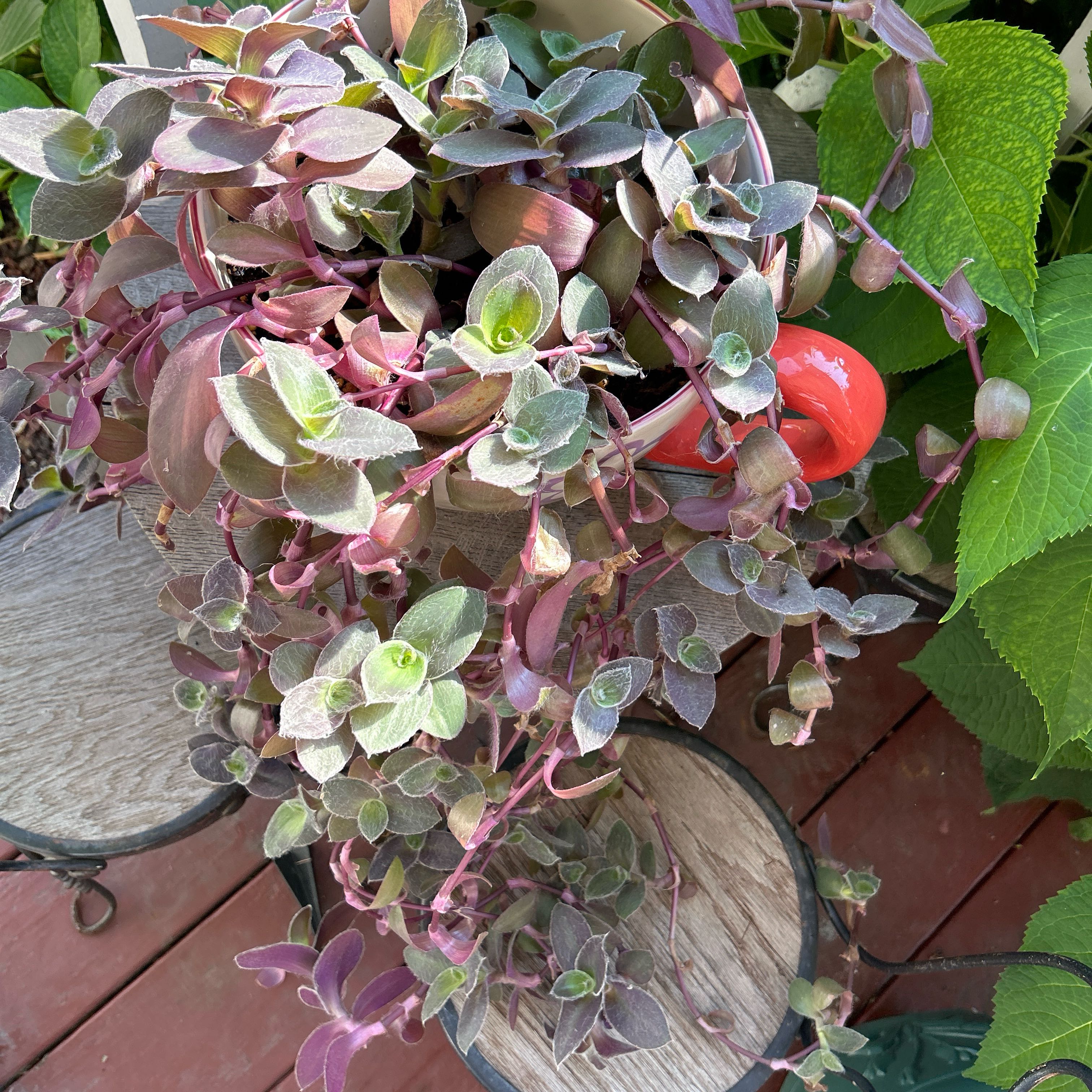 Pale Puma Plant Care: Water, Light, Nutrients | Greg App 🌱