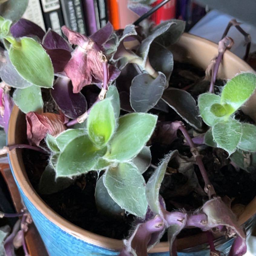 Pale Puma Plant Care: Water, Light, Nutrients | Greg App 🌱