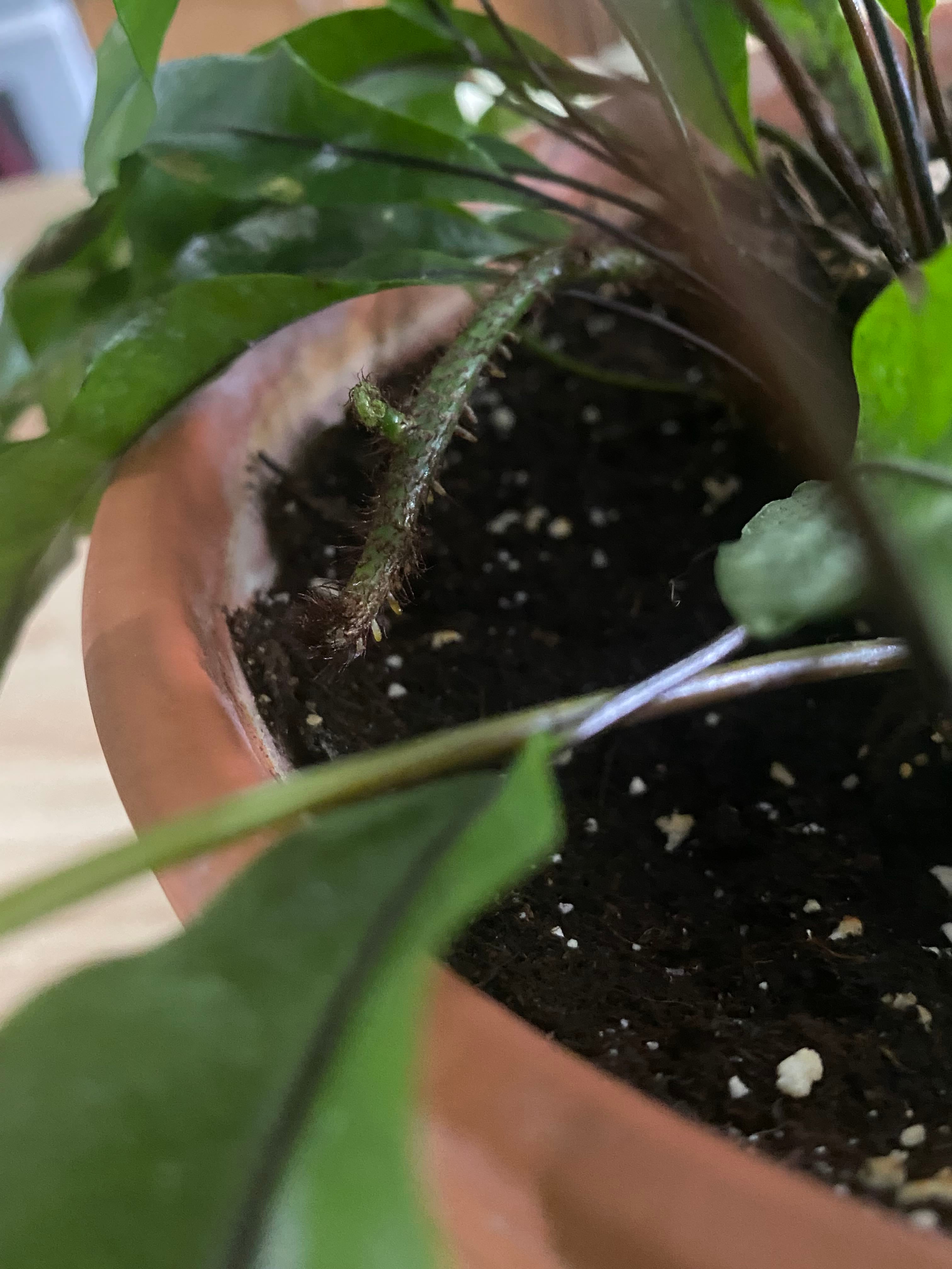 🦘 Black Spots on My Kangaroo Paw Leaves