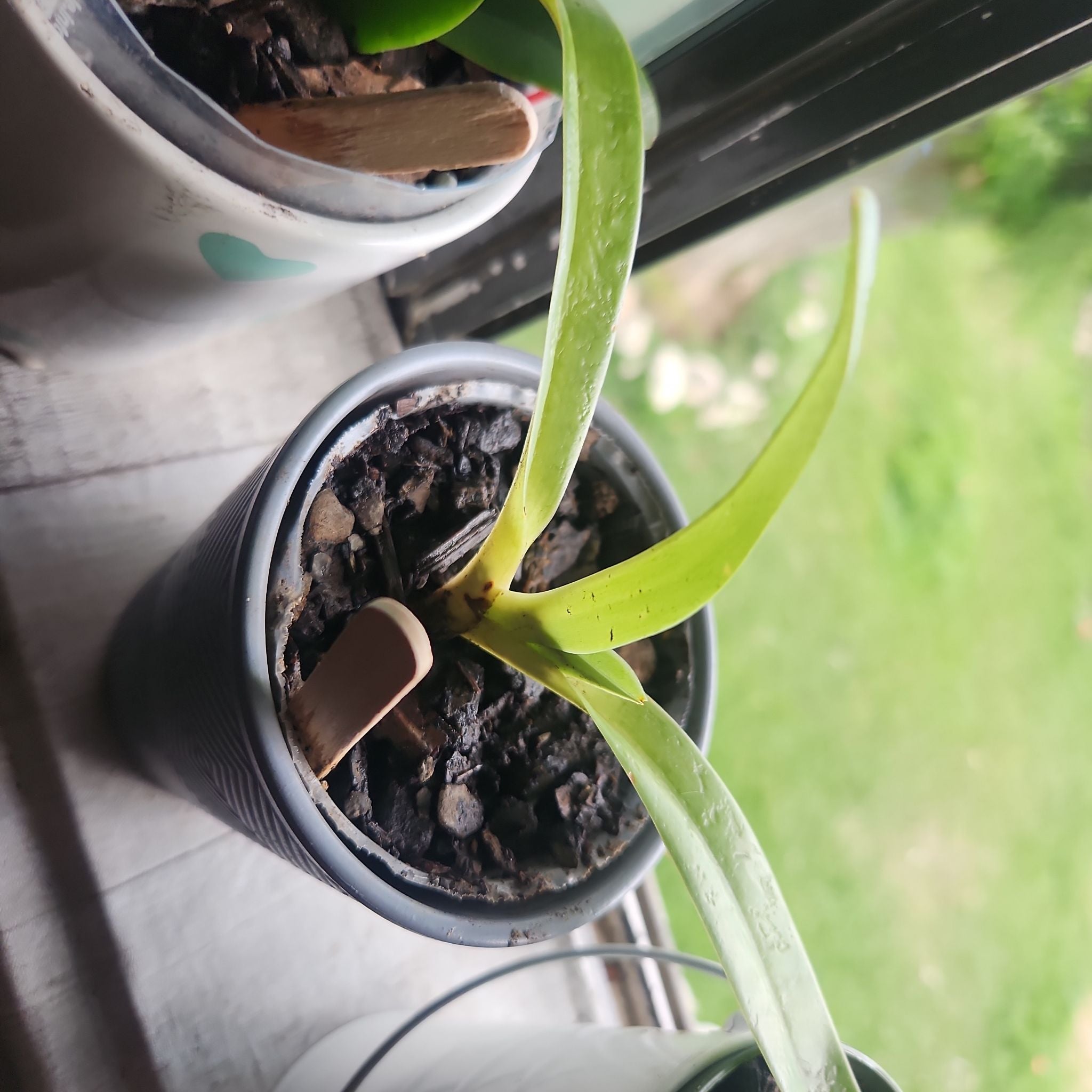 Keep Your Slipper orchid Alive: Light, Water & Care Instructions