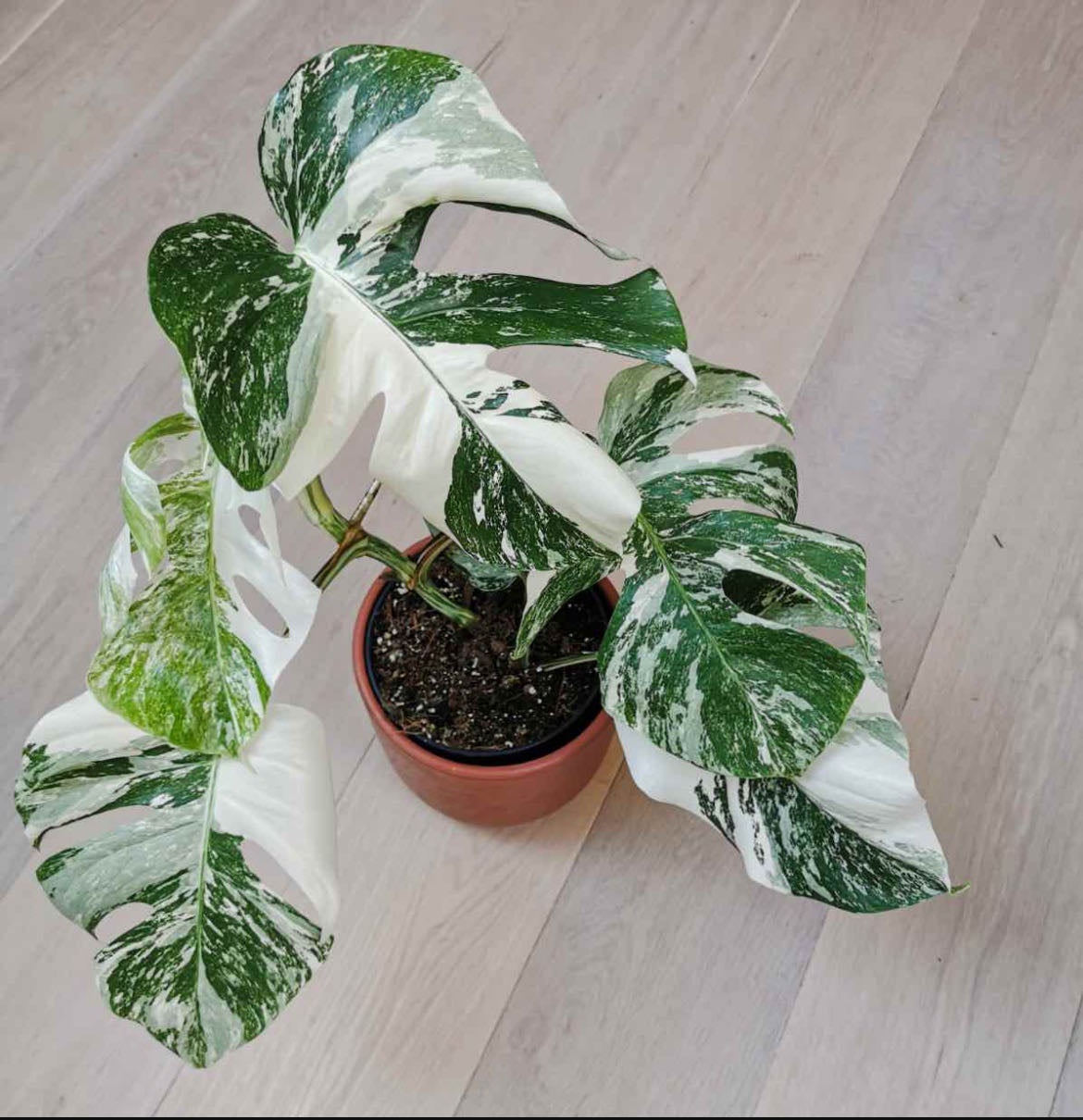 It’s am hours in my part of the globe so good morning goo...