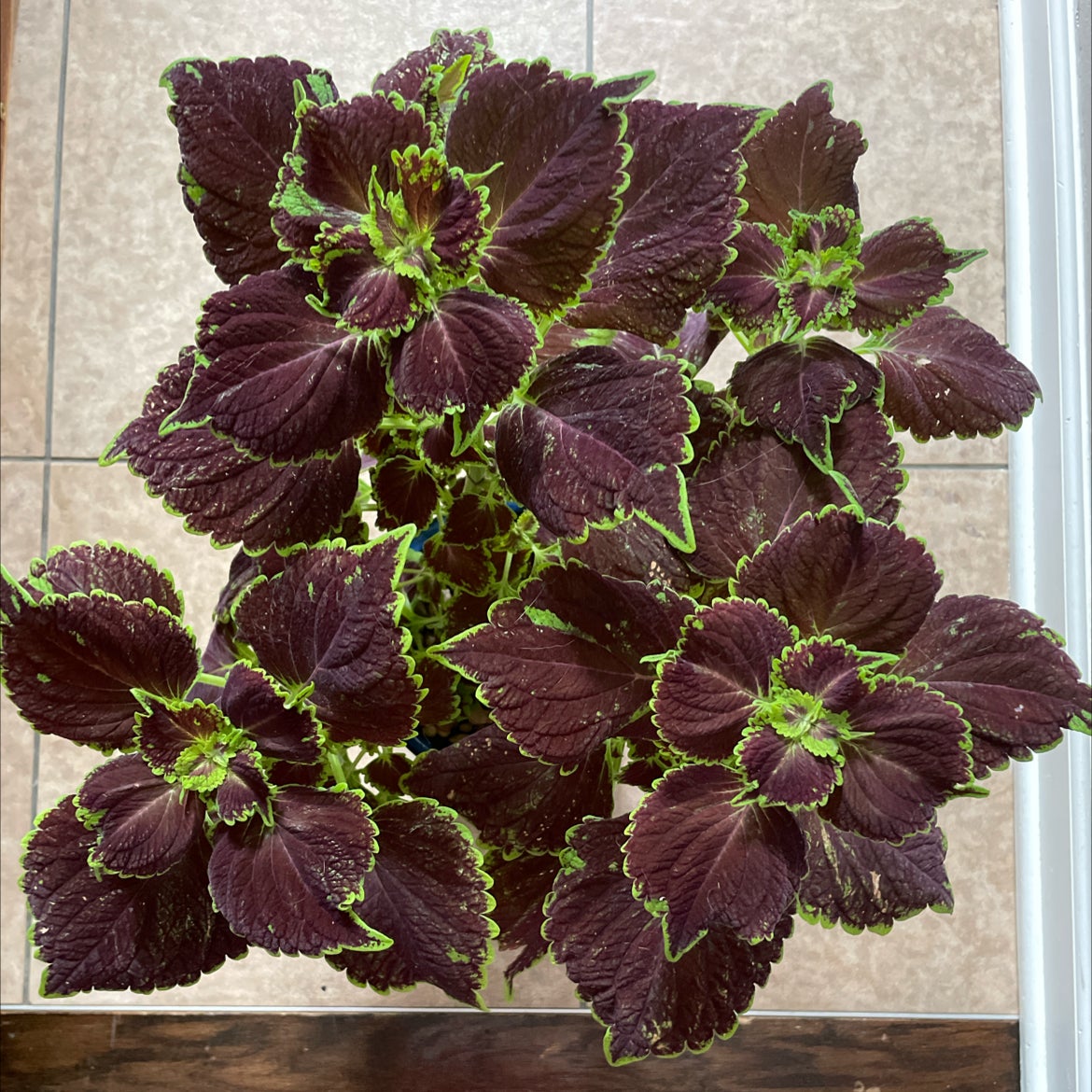 Wizard® Velvet Red Coleus: How Much Water & Light Does it Need to Thrive?