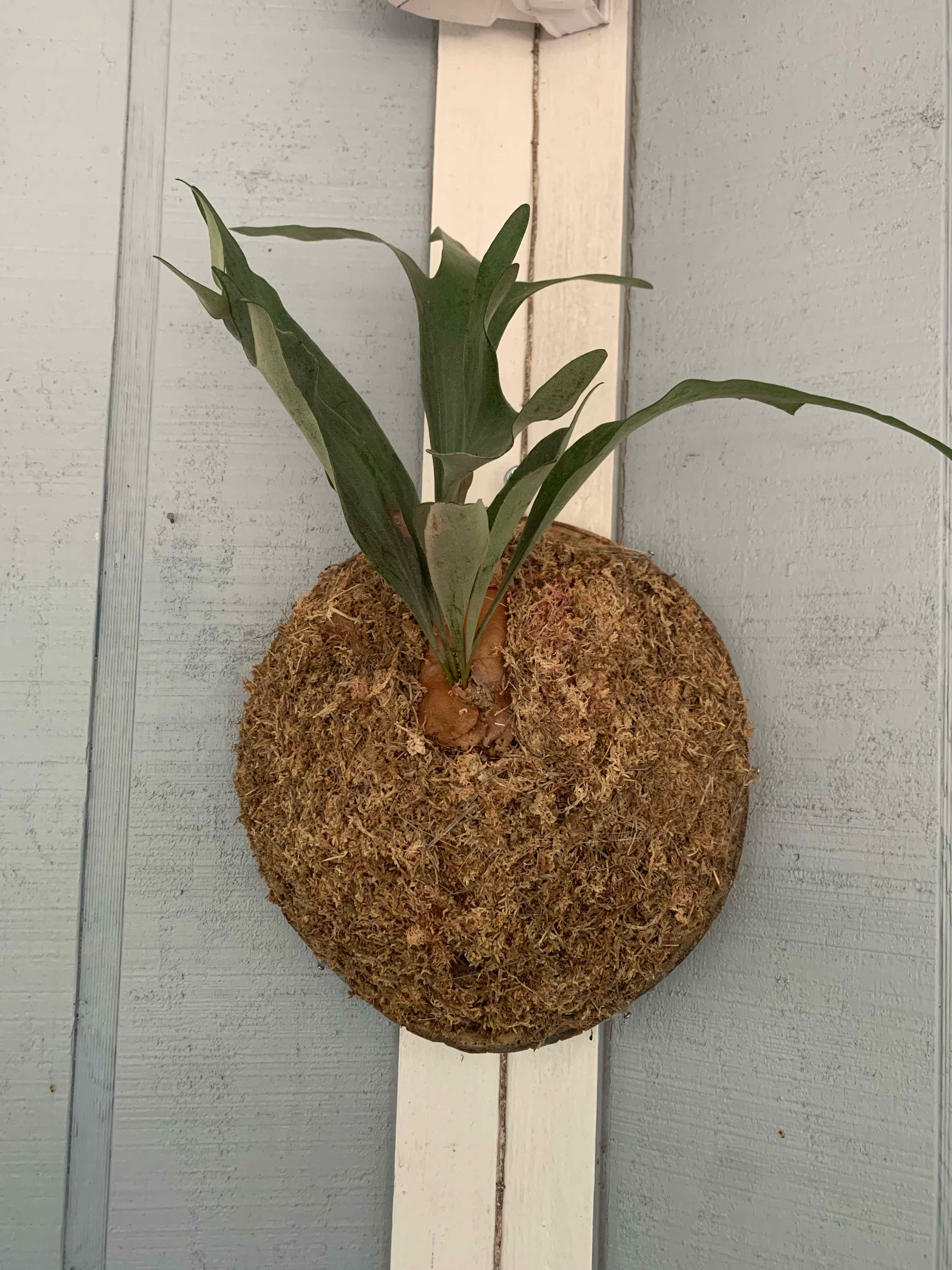 What To Do About Bugs on My Staghorn Fern? 🐛