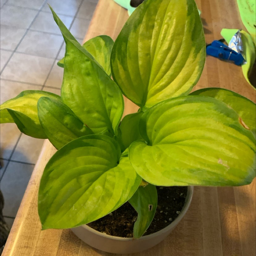 Keep Your Stained Glass Hosta Alive: Light, Water & Care Instructions