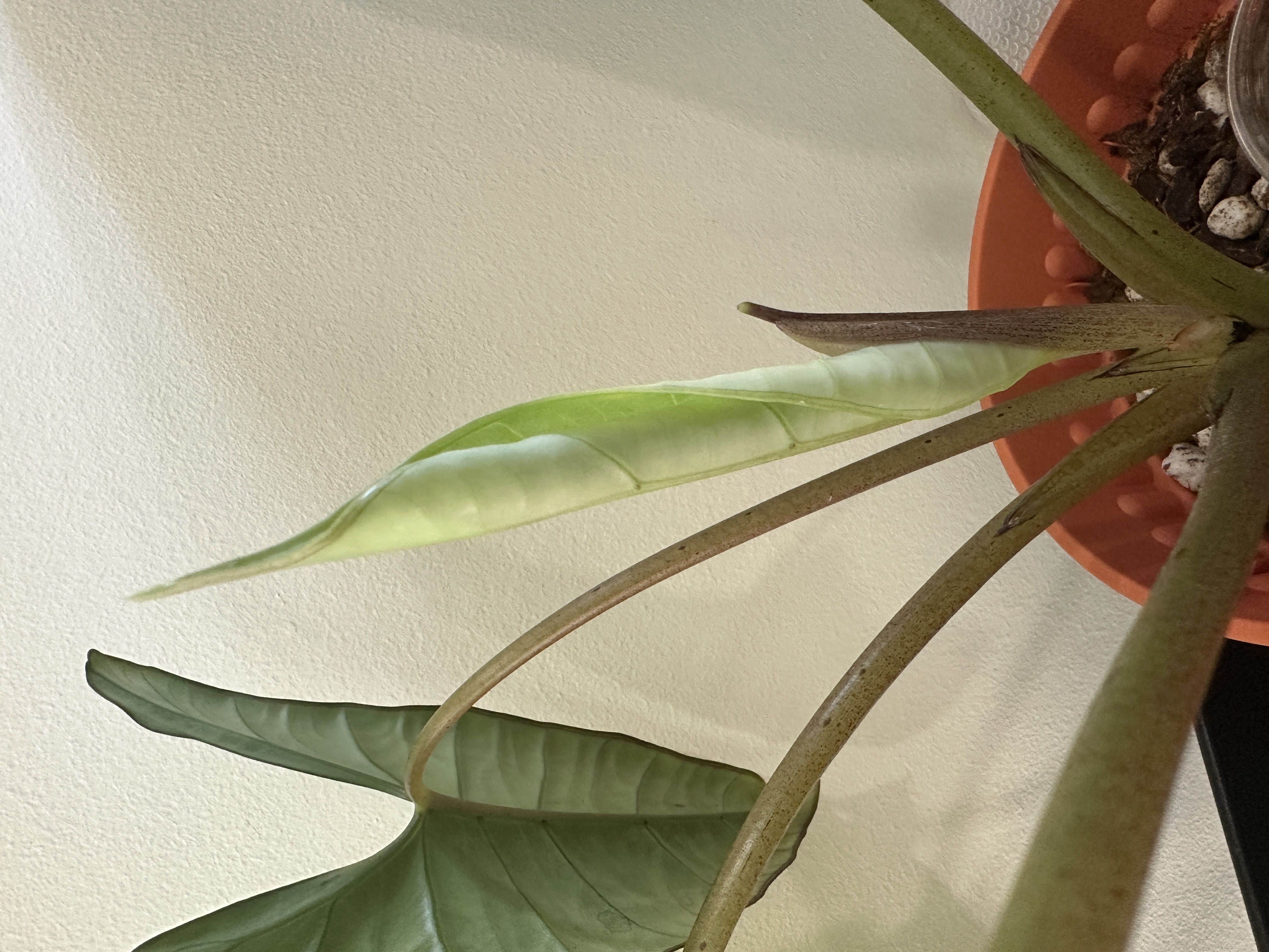 How to Care for Anthurium 'Big Red Bird': Mastering Water, Sunlight & More