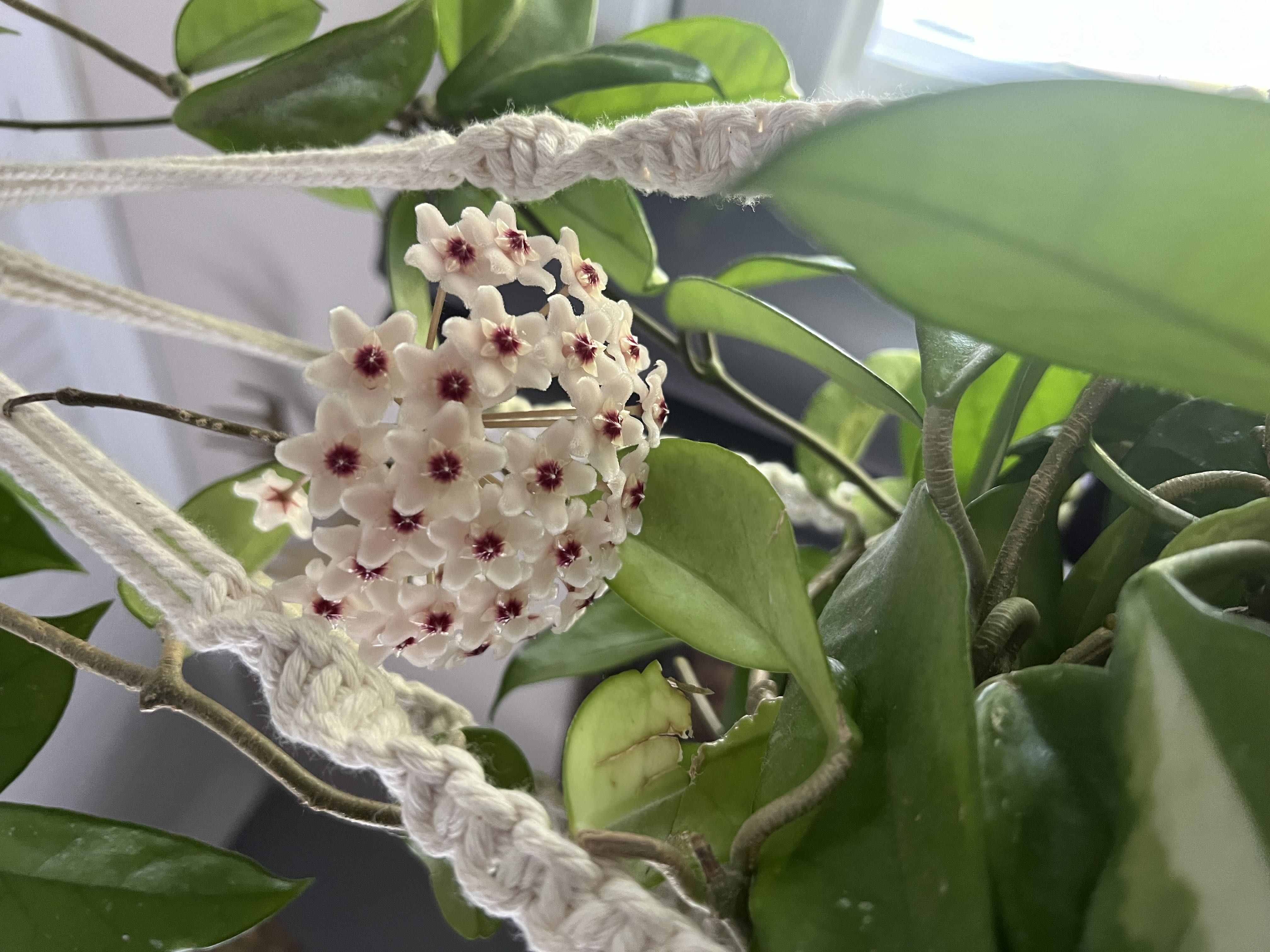 The Complete Hoya 'Chouke' Plant Care Guide: Water, Light & Beyond