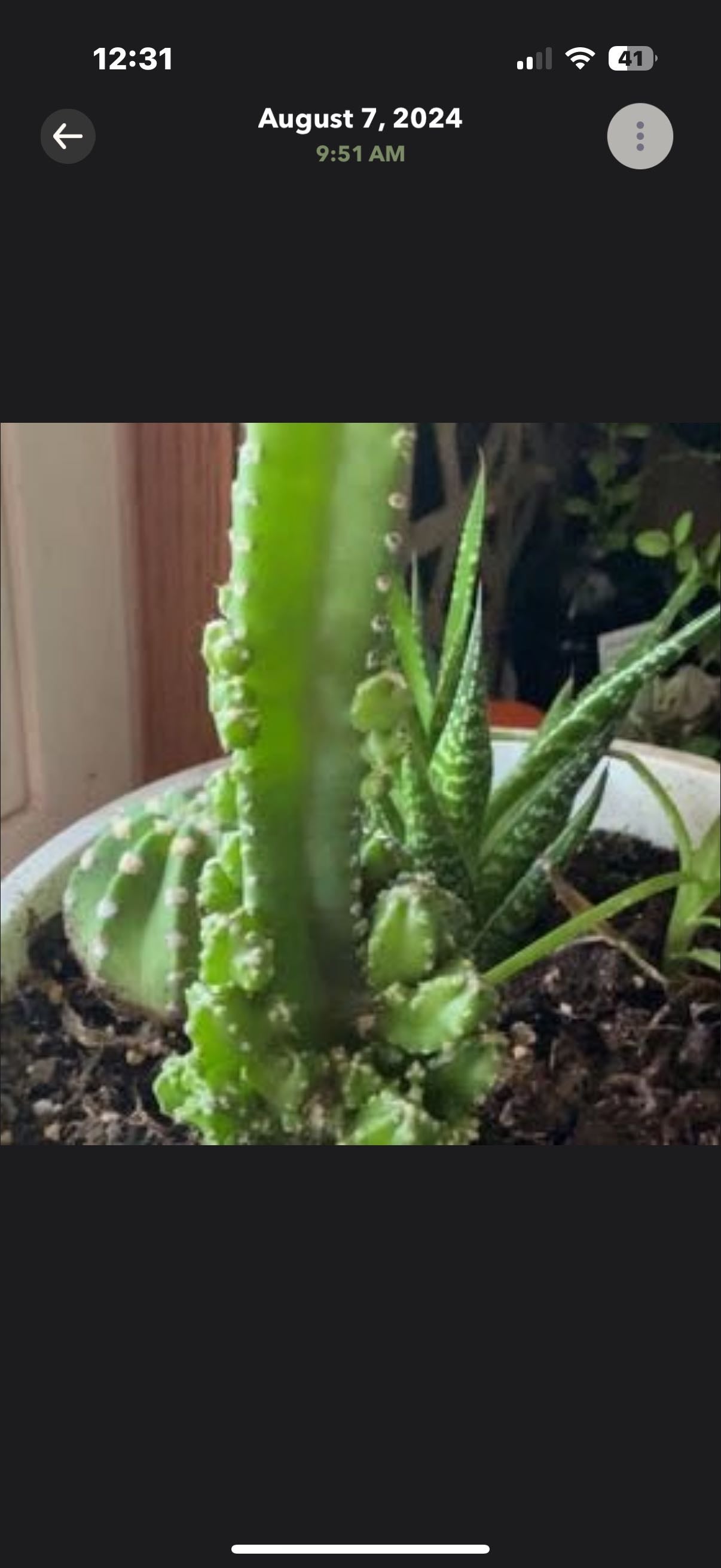 Eve's Needle Cactus Care 101: Water, Light & Growing Tips