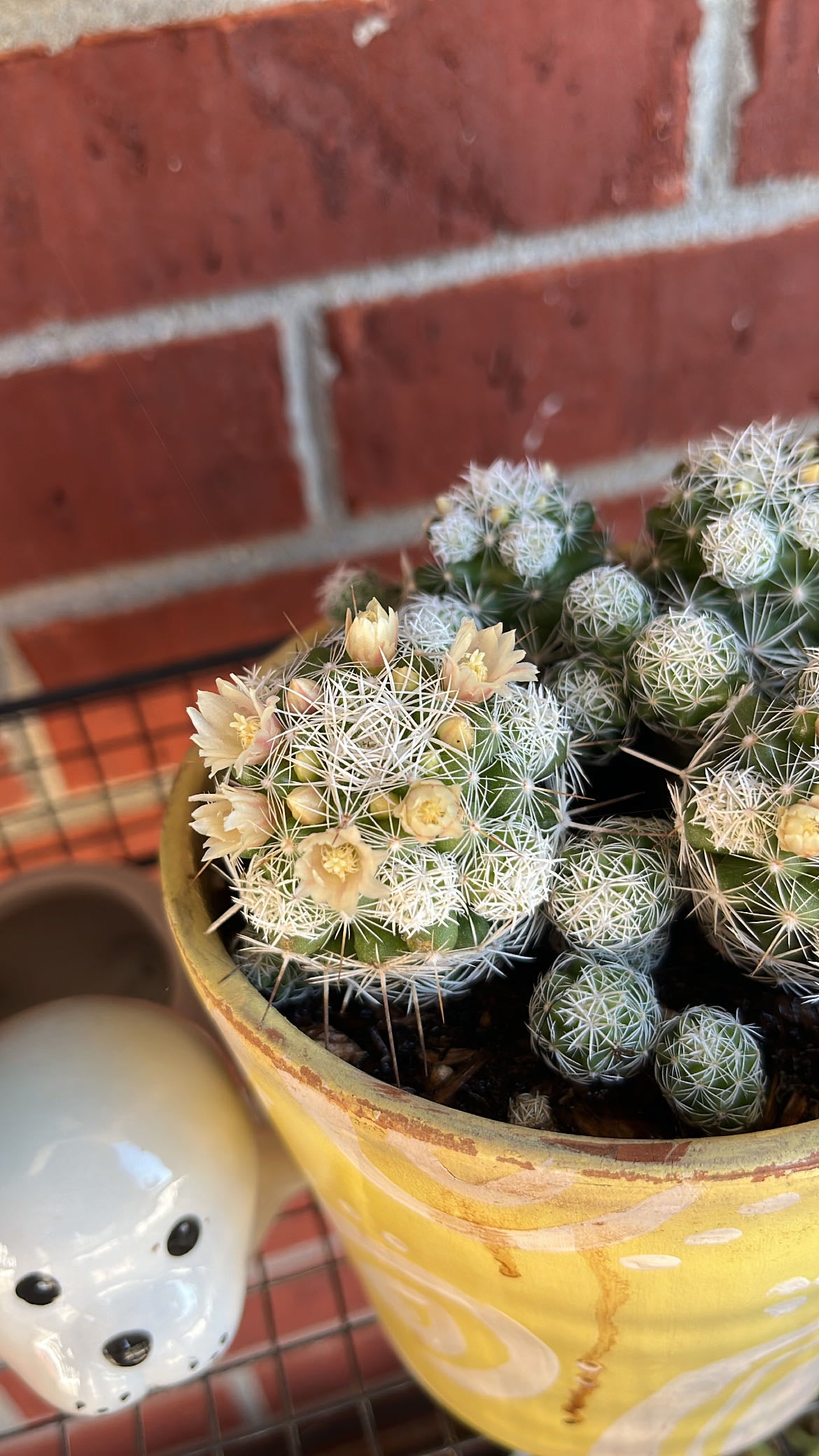 Thimble Cactus Needs Help