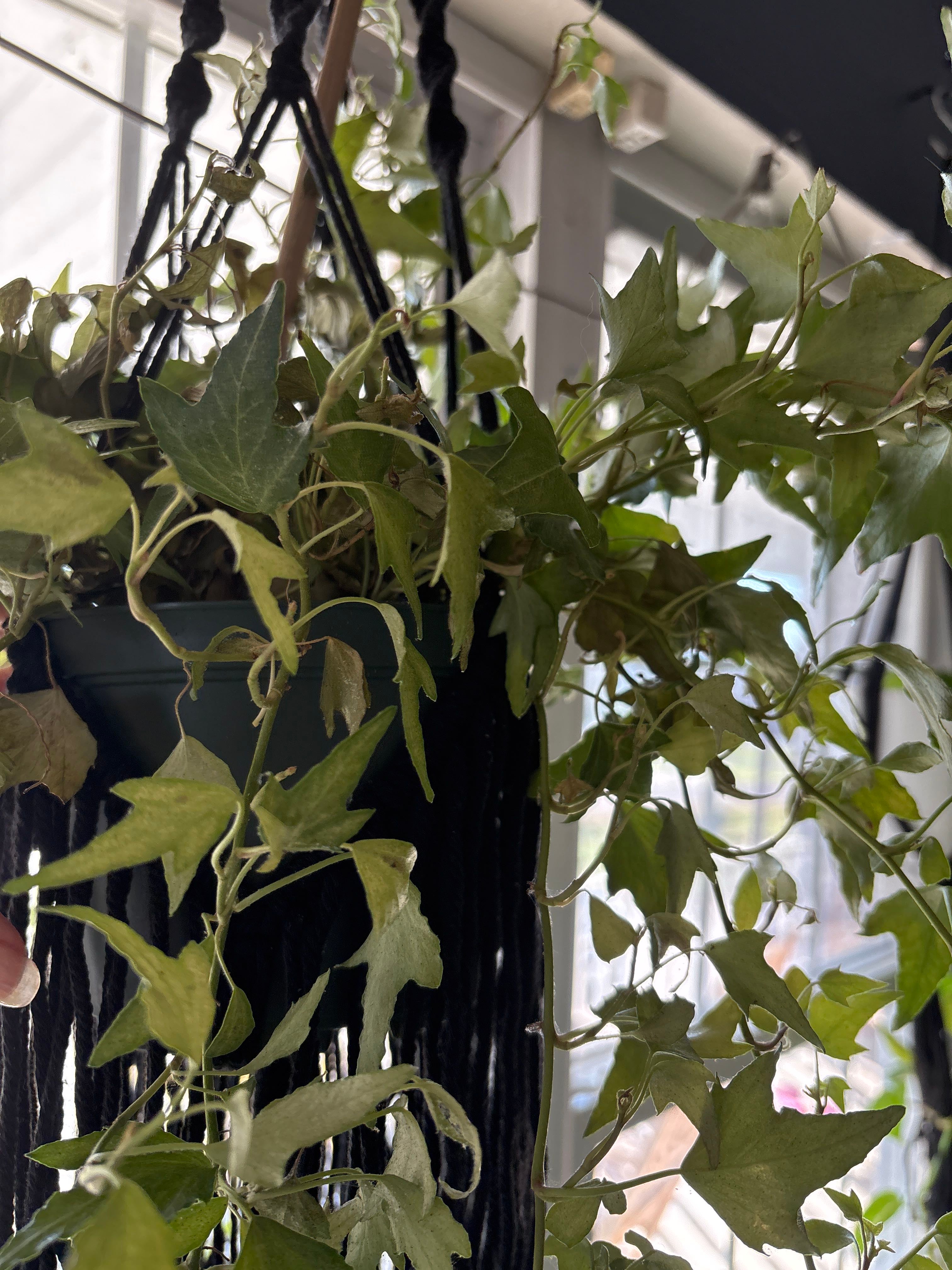 English Ivy's Best Friends: Top Companion Plants