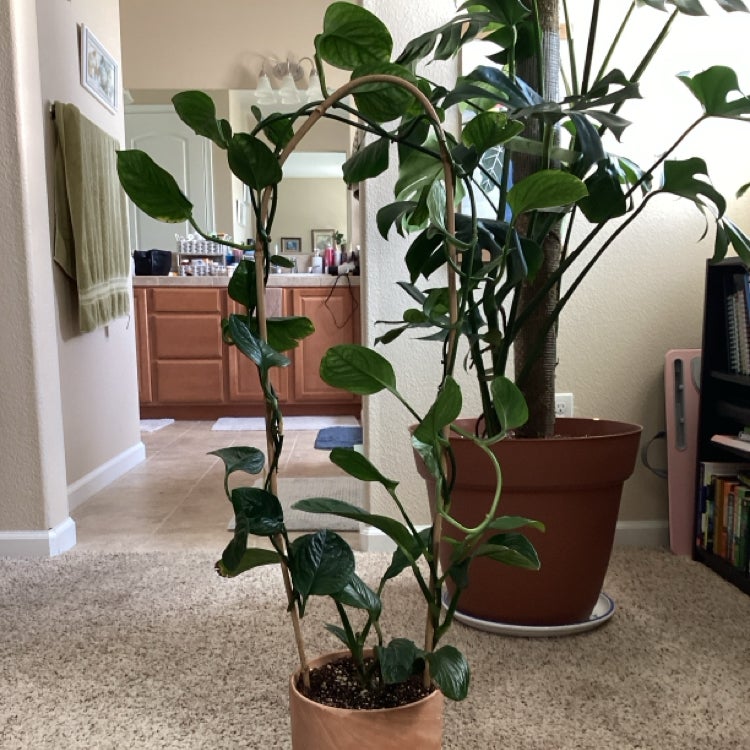 Monstera pinnatipartita 'Siam' Plant Care: Water, Light, Nutrients ...