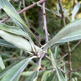 Karo Plant Care: Water, Light, Nutrients | Greg App 🌱