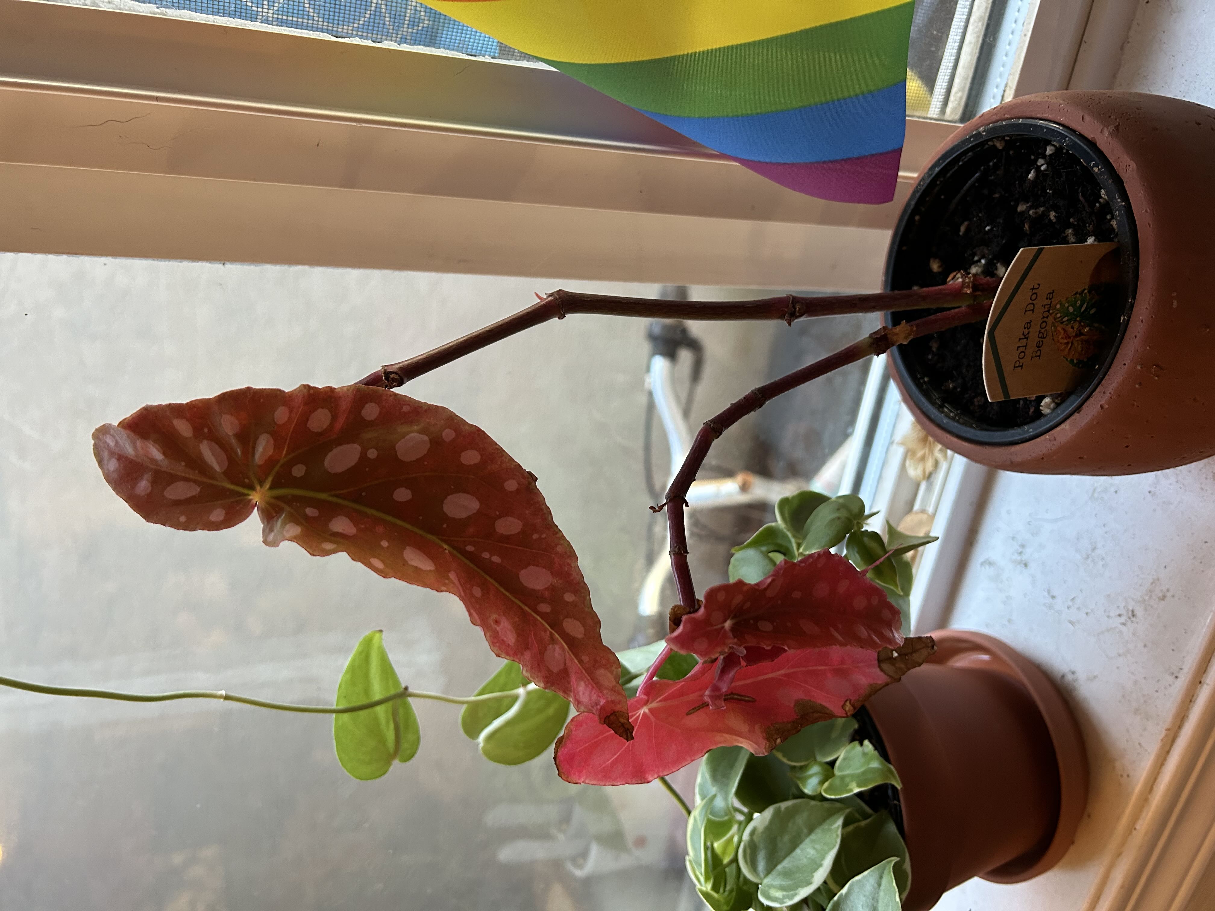The Complete Fuchsia Begonia 'Rose' Plant Care Guide: Water, Light & Beyond