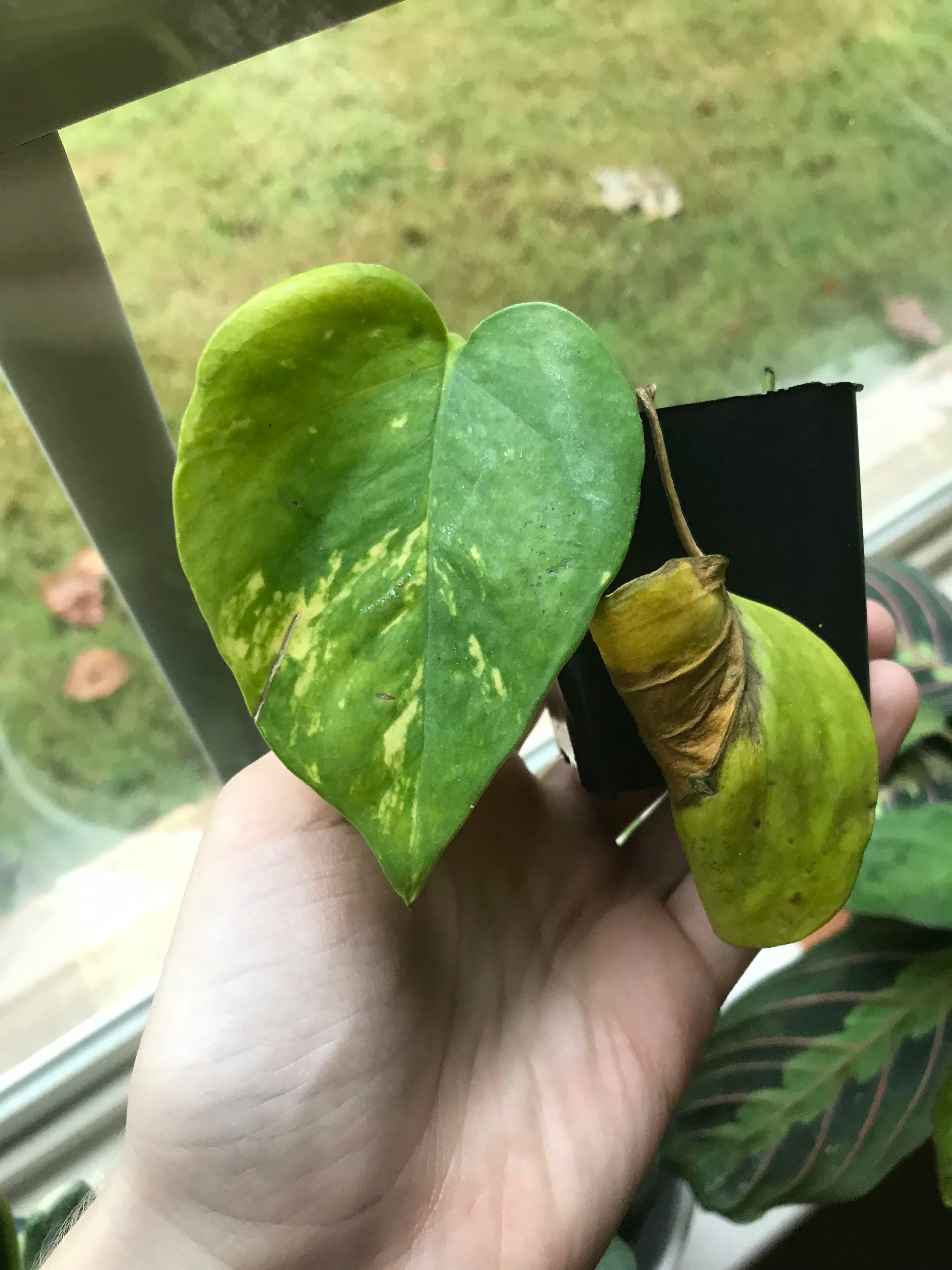 Golden Pothos: How Much Water & Light Does it Need to Thrive?