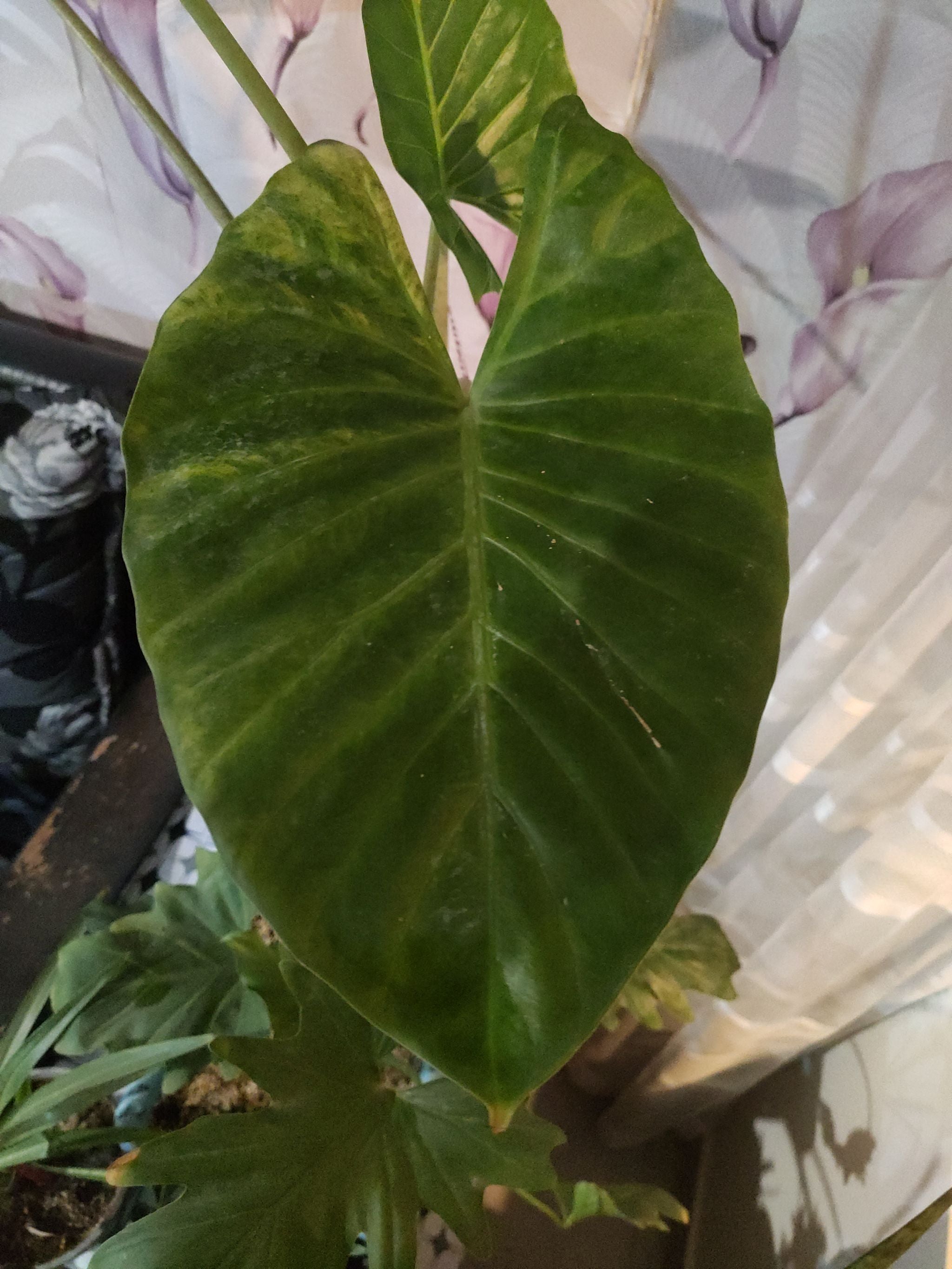 Blue Hawaii Elephant Ear Plant Care: Water, Light, Nutrients | Greg App 🌱