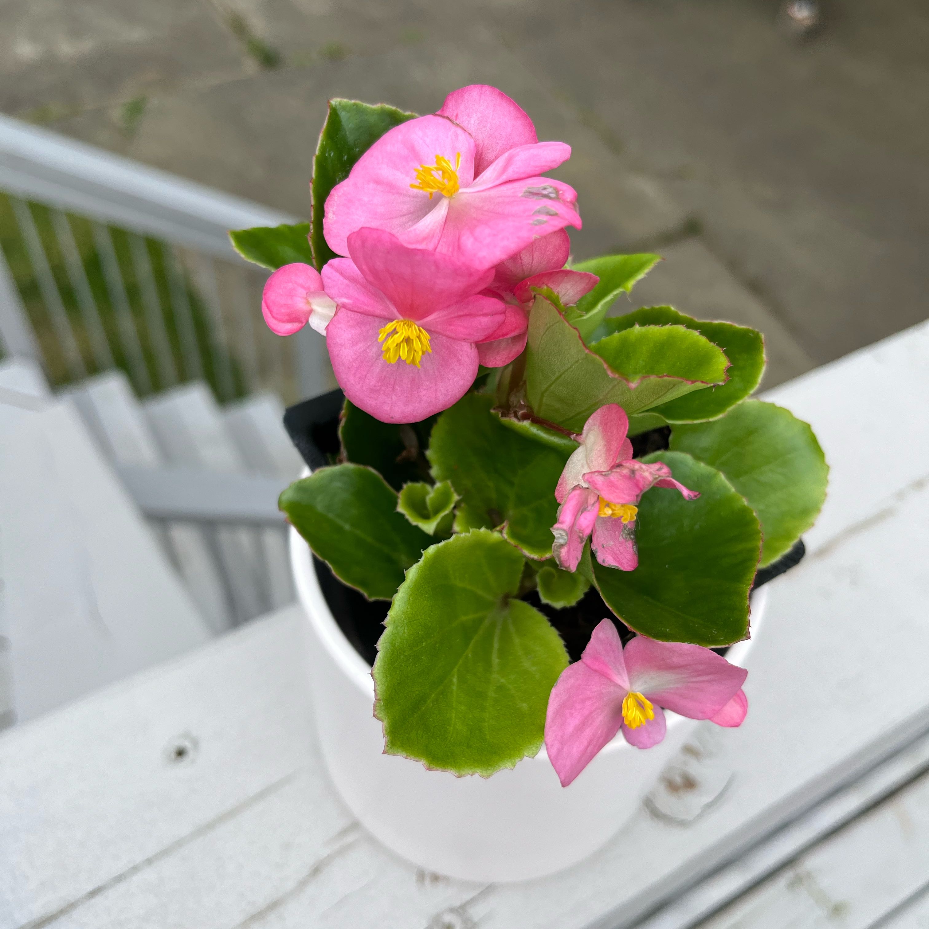 Why Are My Clubed Begonia Leaves Falling Over?