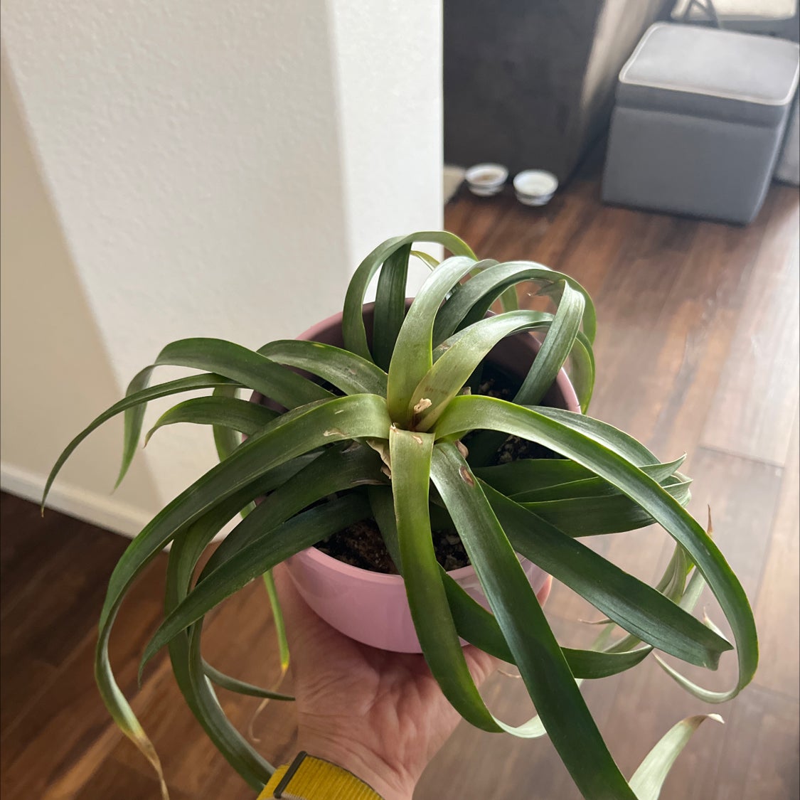 How Do I Cure Pineapple Root Rot? 🍍