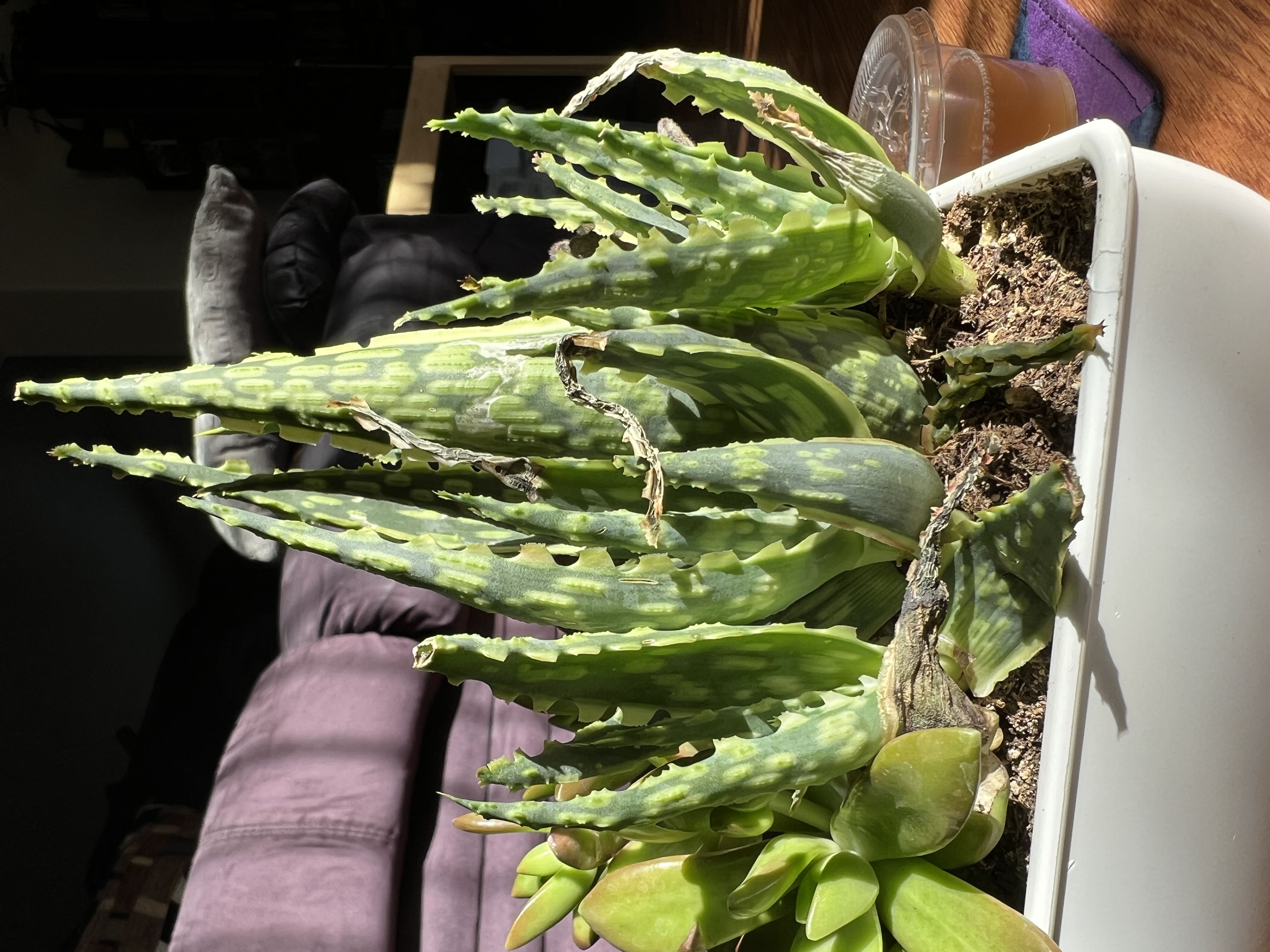 Aloe 'T-Rex' Plant Care: Water, Light, Nutrients | Greg App 🌱