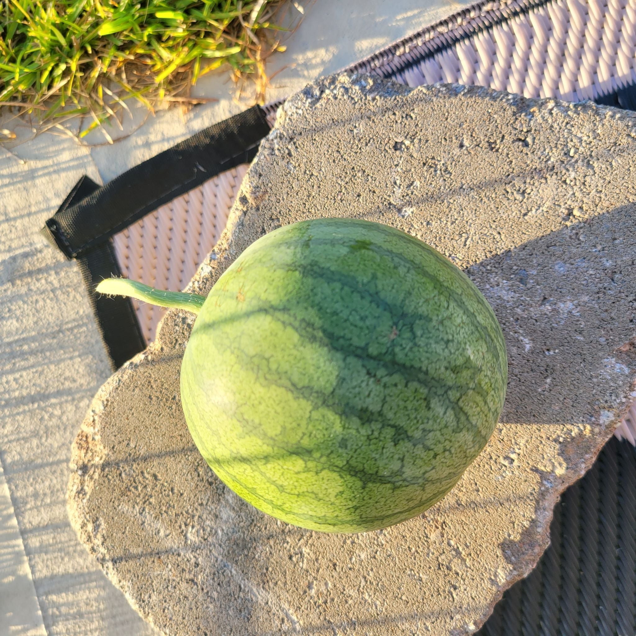 🍉 Baby Watermelon Height and Width Guide