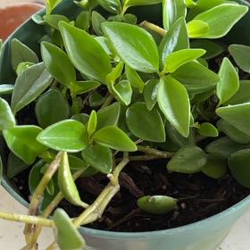 Bibi Plant Care: Water, Light, Nutrients | Greg App 🌱