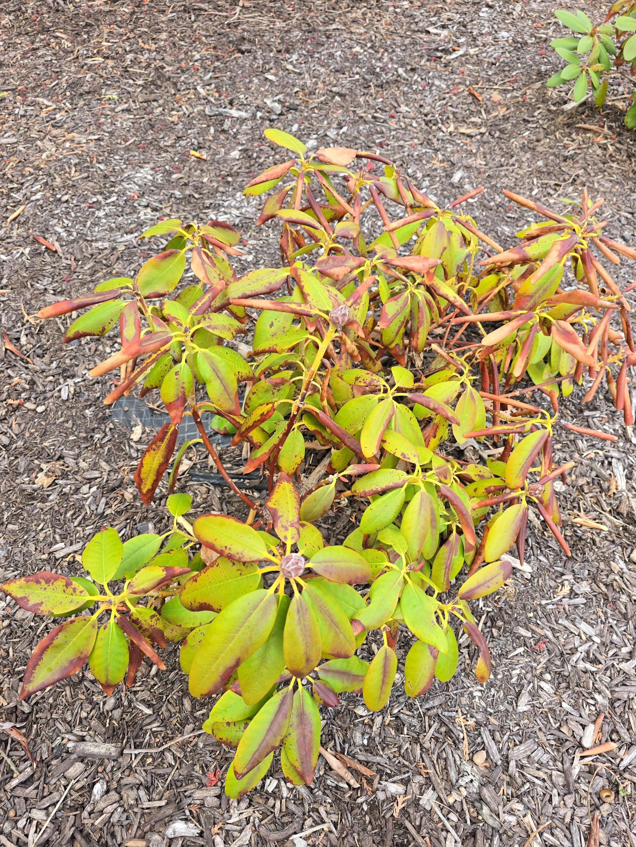 10 Do's and Don'ts of Growing Mountain Rose 🌹