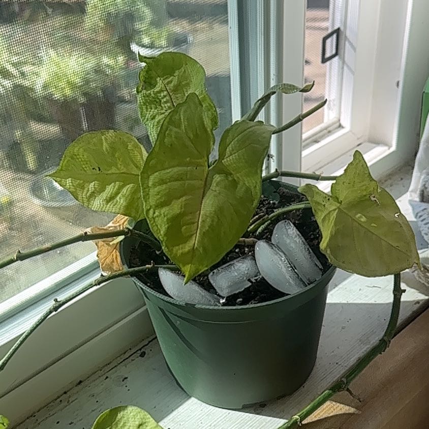 Leaf Erickson | A plant by @LucidWeepingfig on Greg