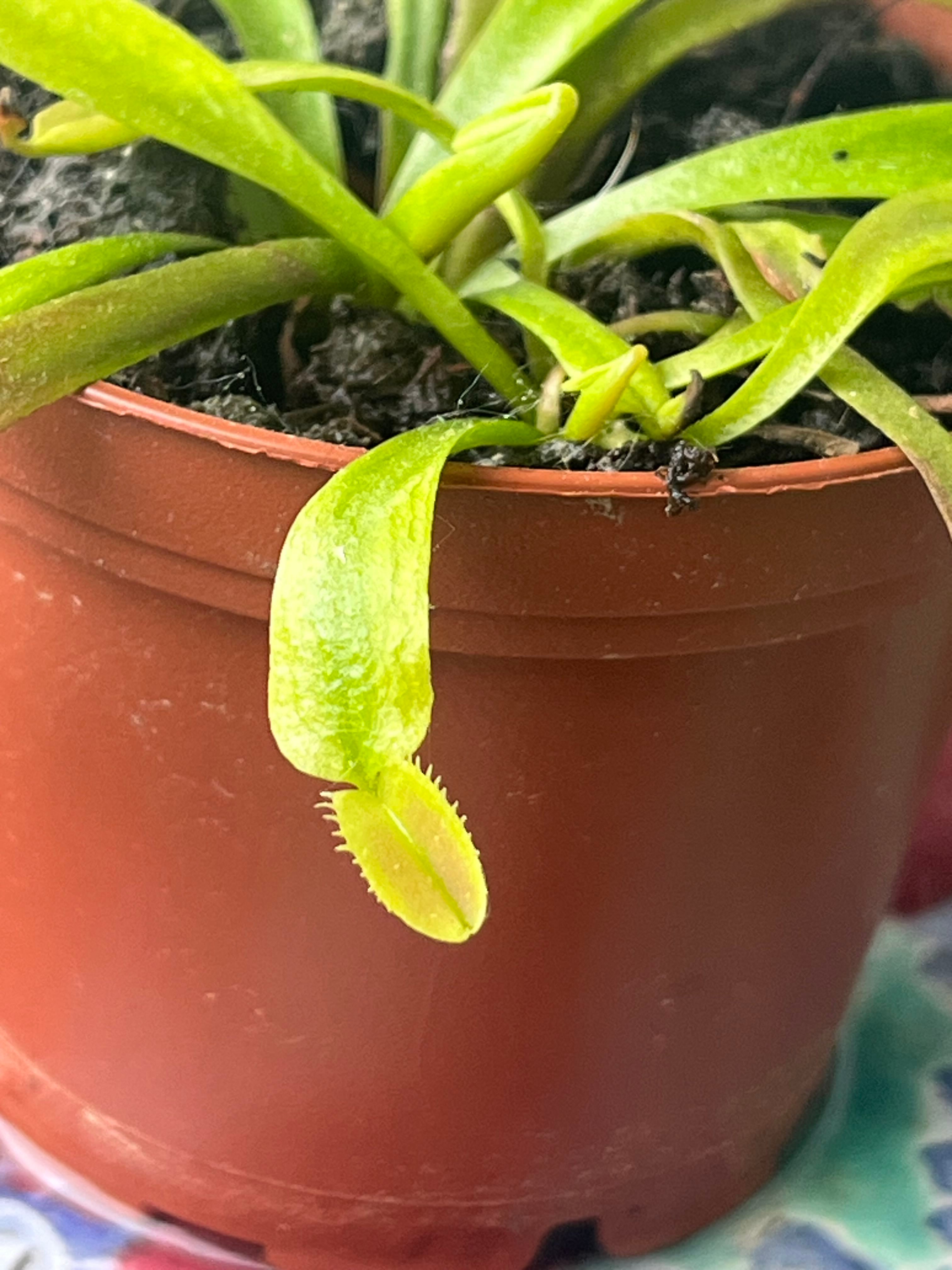 🪰 Ultimate Guide to Light Requirements for Venus Fly Trap