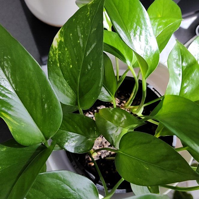 Athena | A plant by @PatientCowslip on Greg