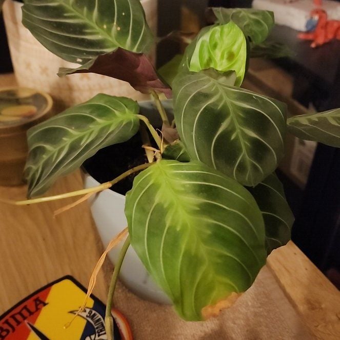 Marley | A plant by @PatientCowslip on Greg