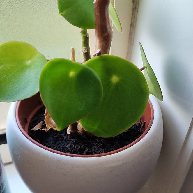 Captain Plant-it | A plant by @PatientCowslip on Greg