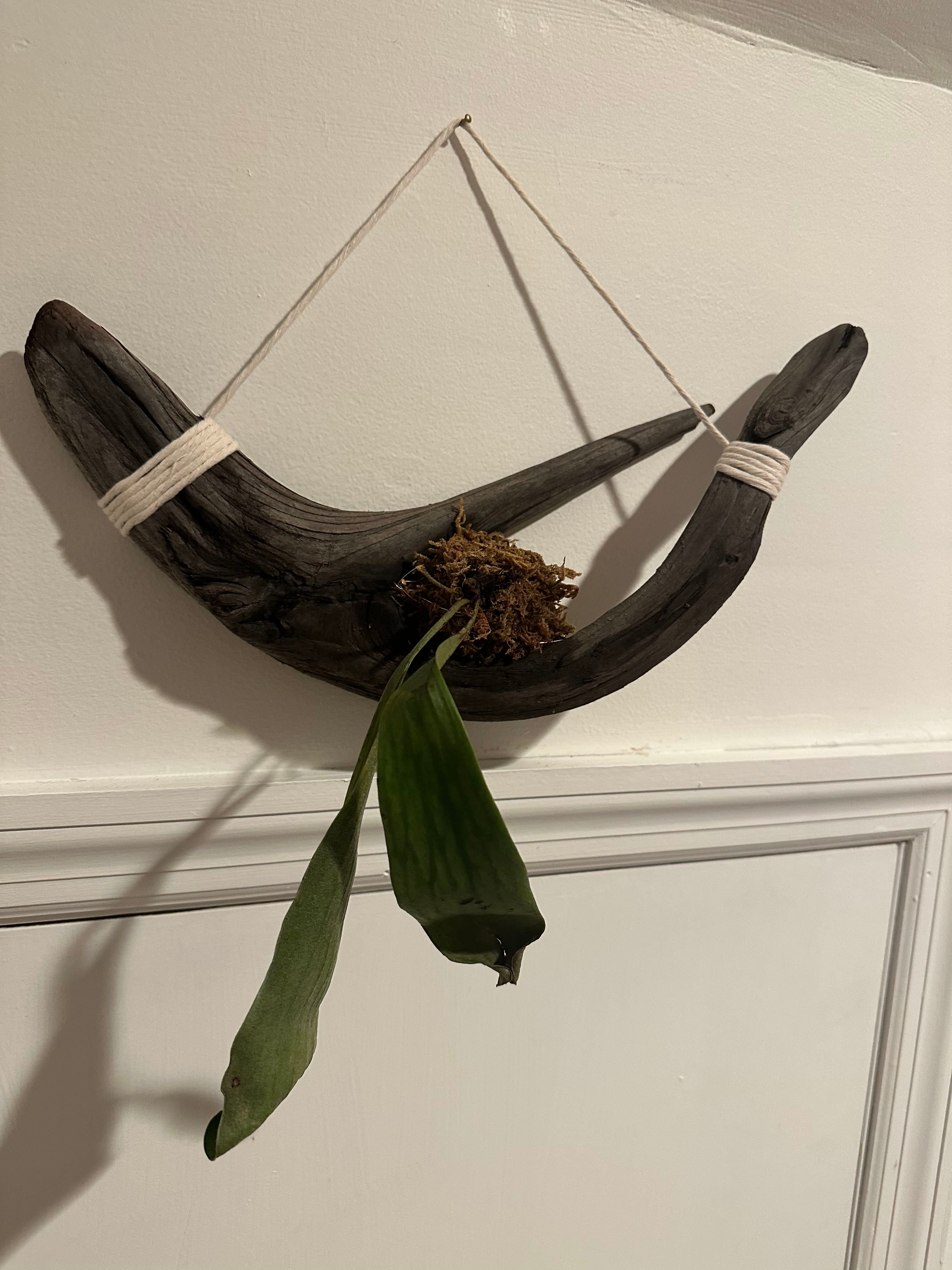 The Complete Elkhorn Fern Plant Care Guide: Water, Light & Beyond