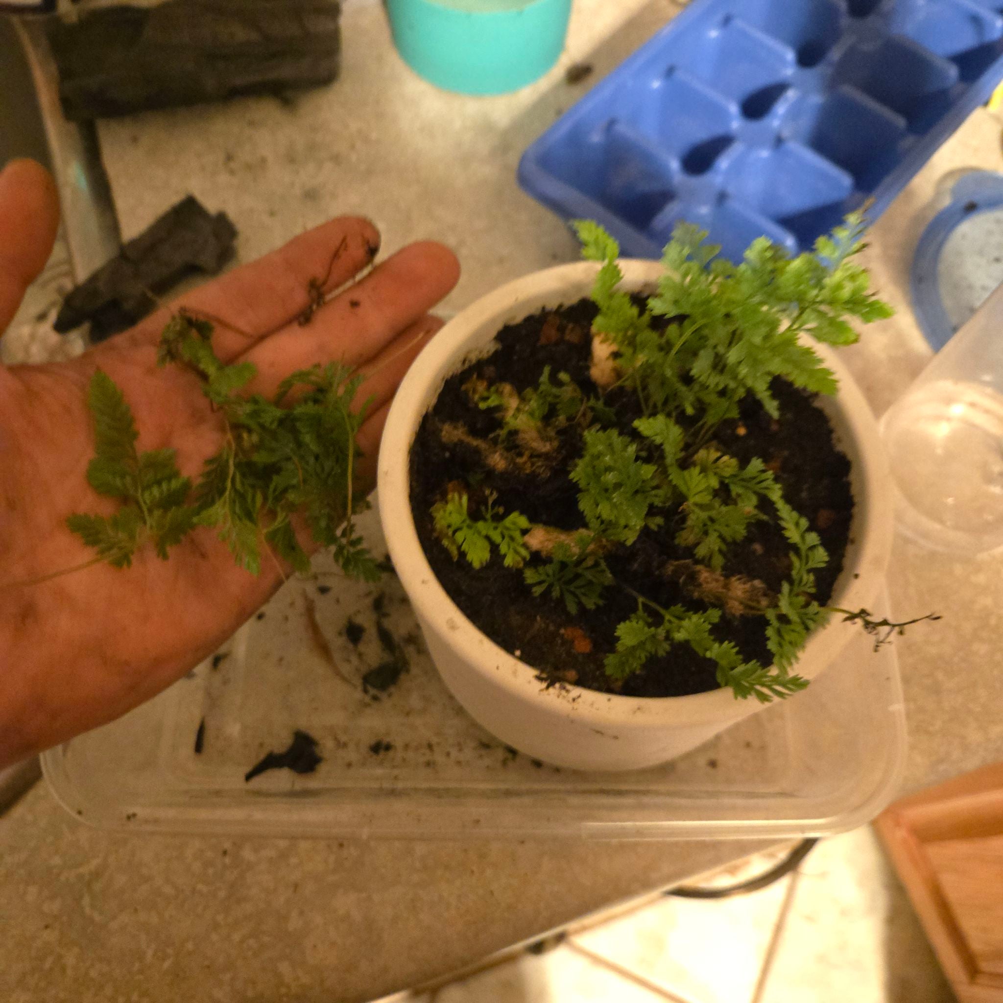 Rabbit's Foot Fern Plant Care: Water, Light, Nutrients | Greg App 🌱