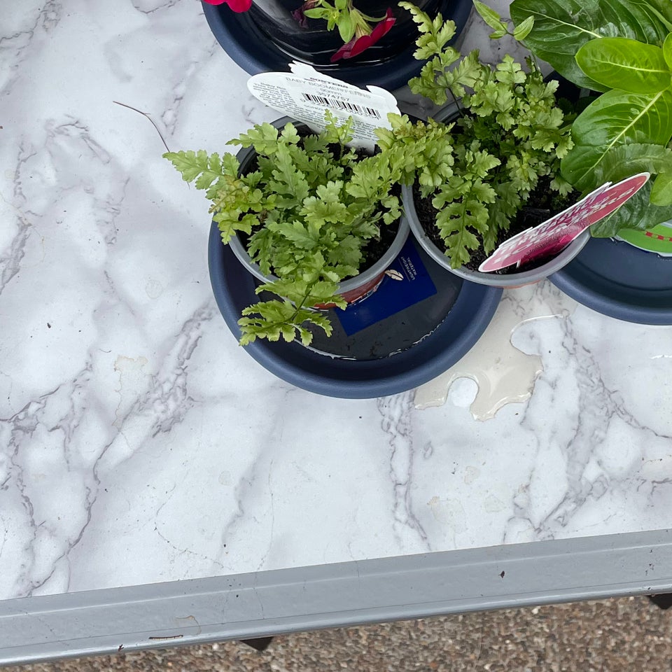 The Complete Assorted Ferns Plant Care Guide: Water, Light & Beyond