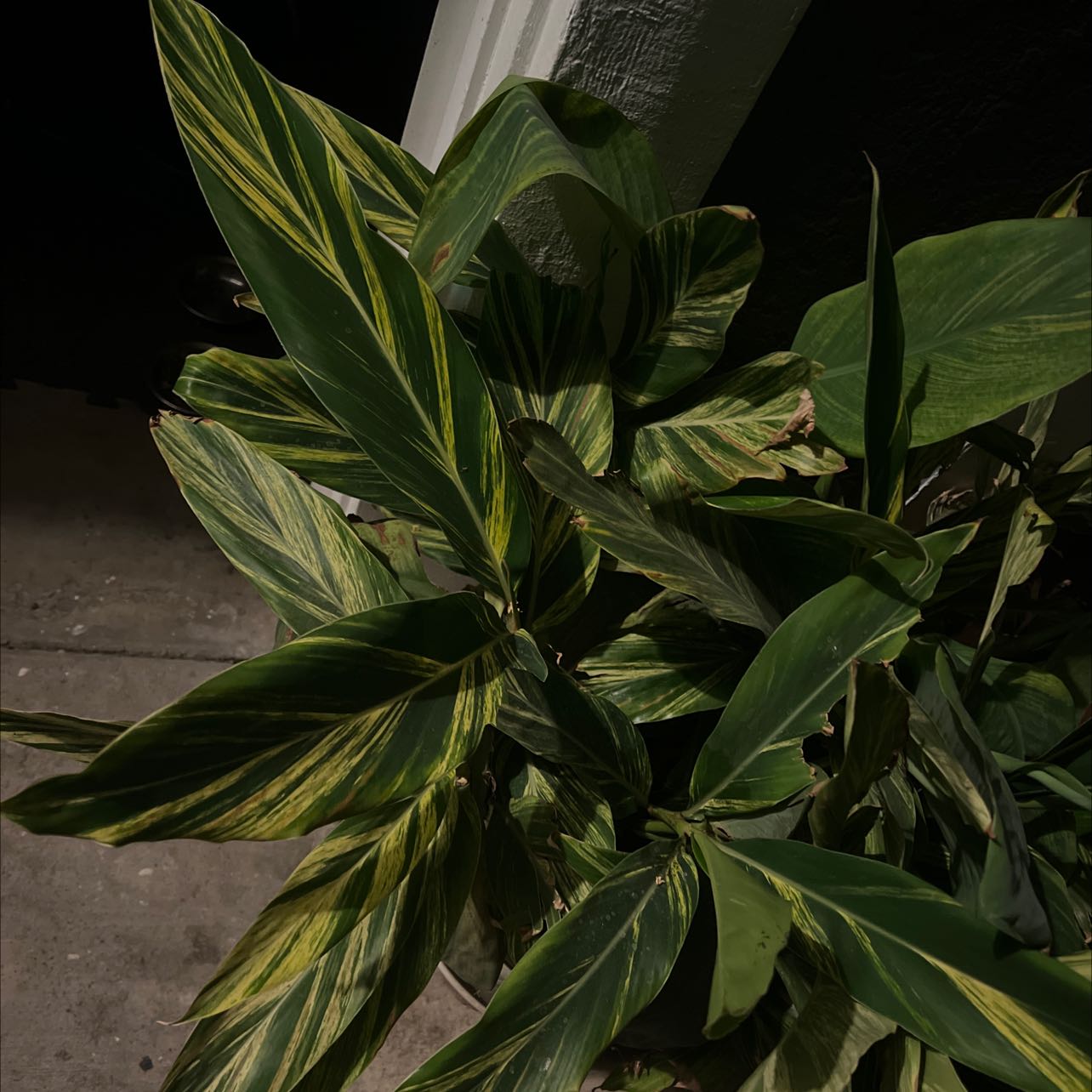 Symbolism and Benefits of the Variegated Shell Ginger