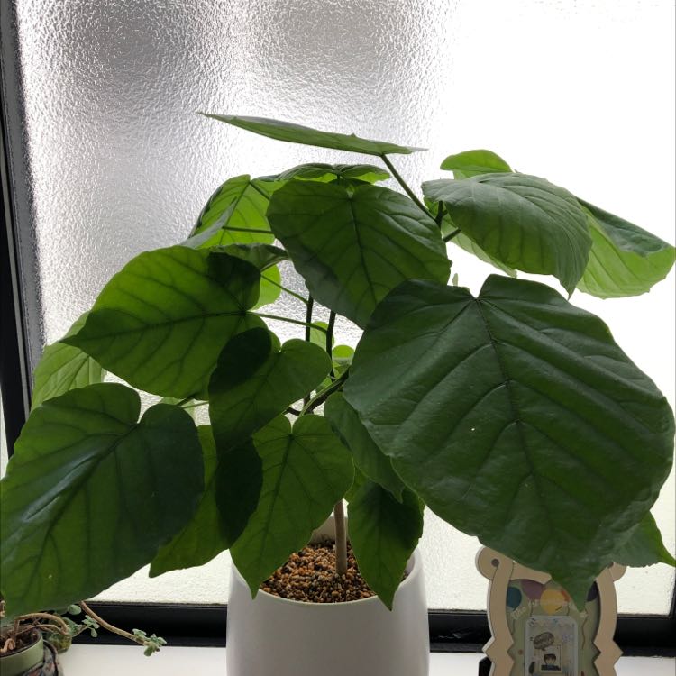 How Much Sunlight For Your Empress Tree