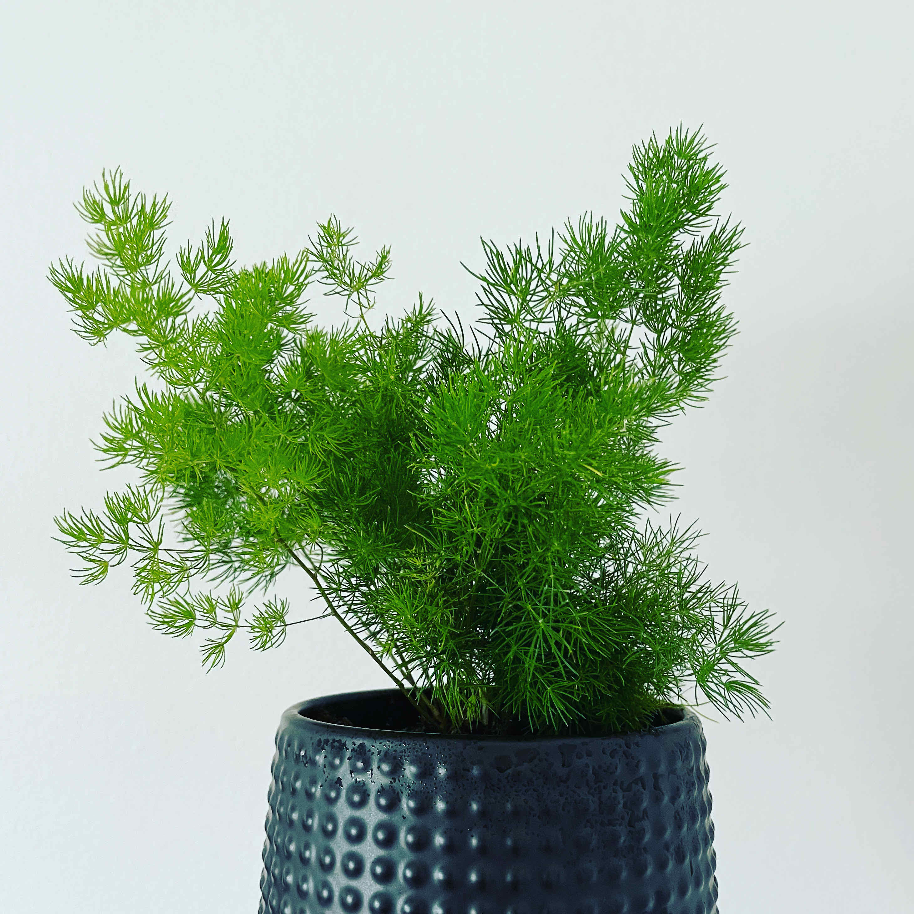 Why Are My Ming Fern Leaves Curling?