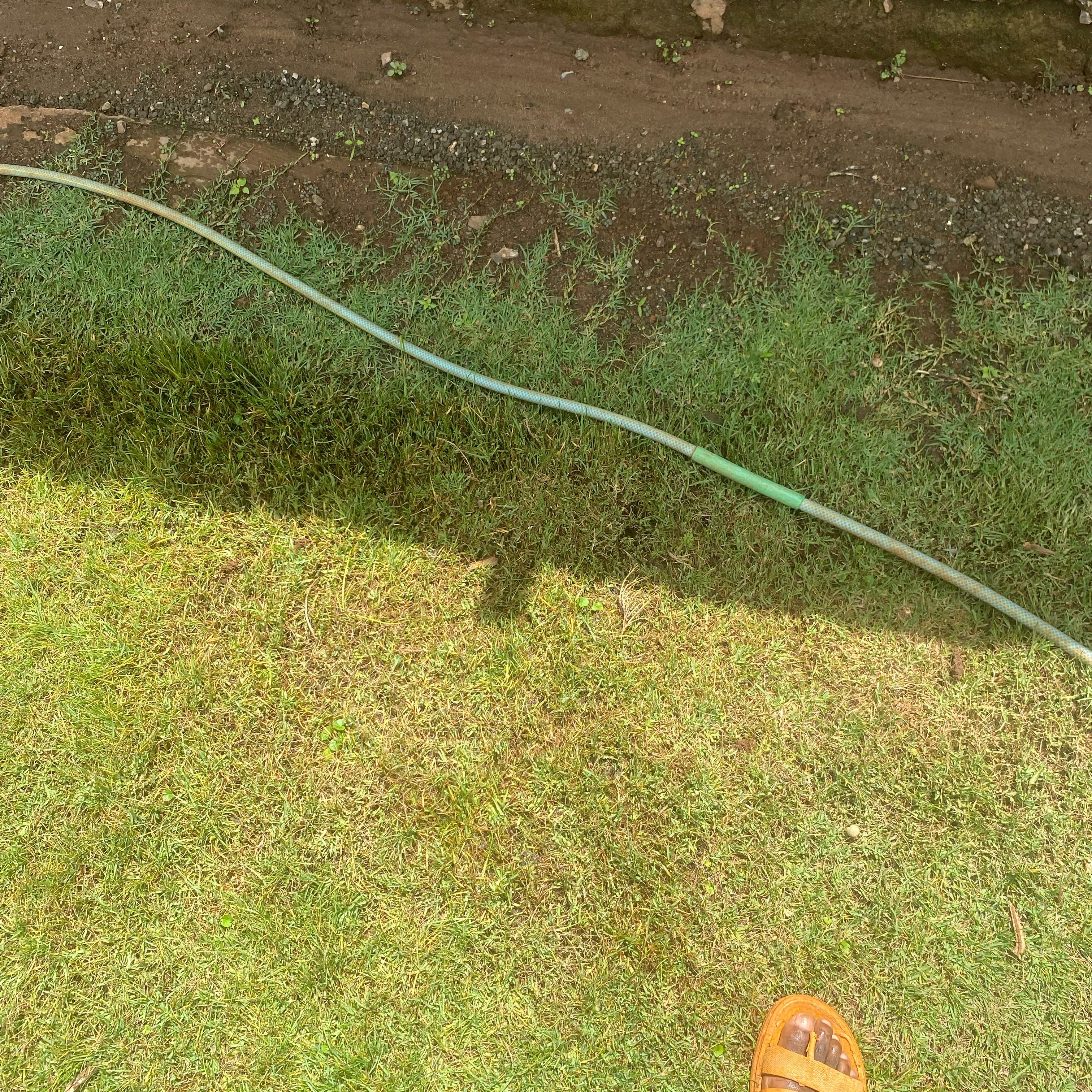 Keep Your Arabian Grass Alive: Light, Water & Care Instructions