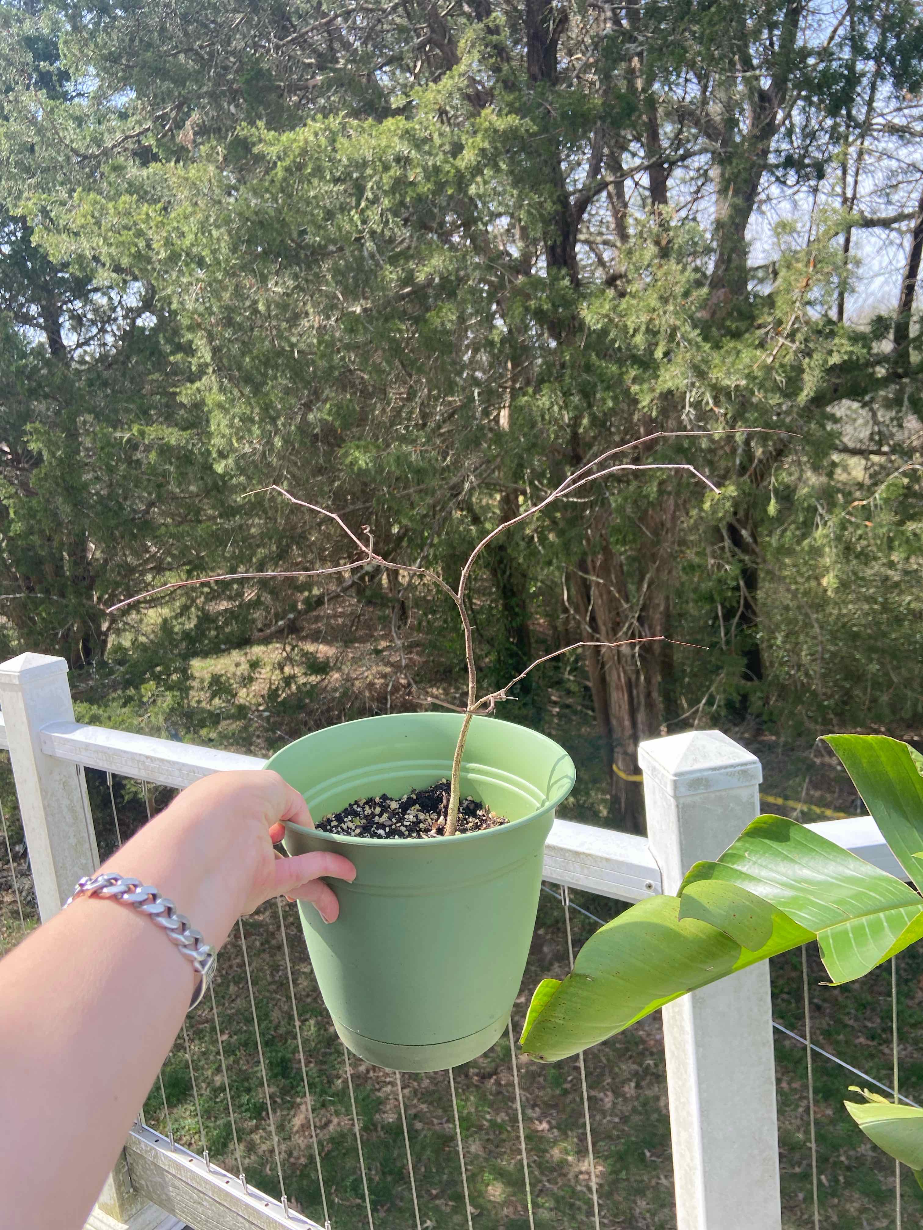 🌡 What Is A Good Temperature Range For My Eastern Redbud?
