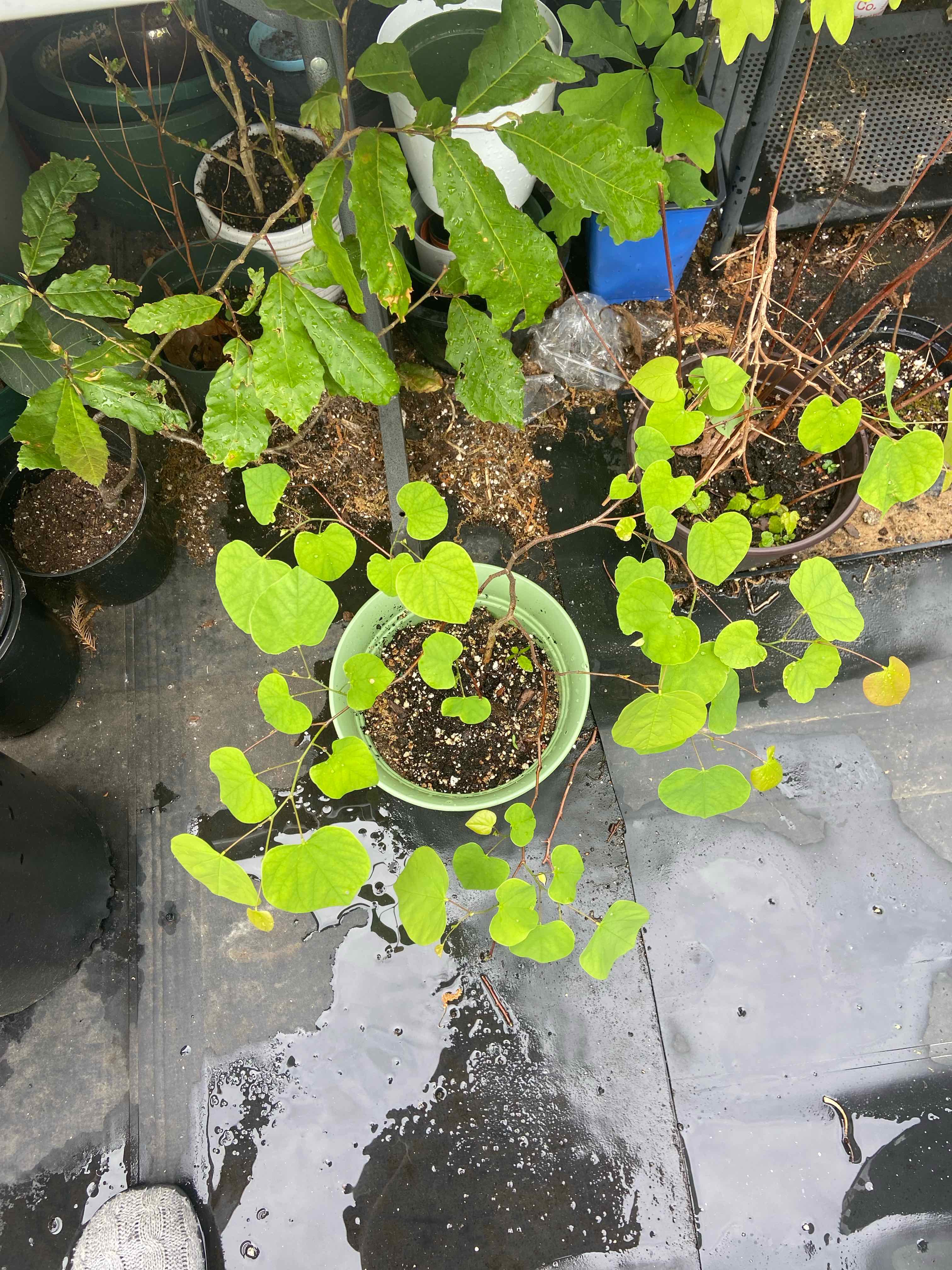 💧 What Is The Best Way To Water an Eastern Redbud?