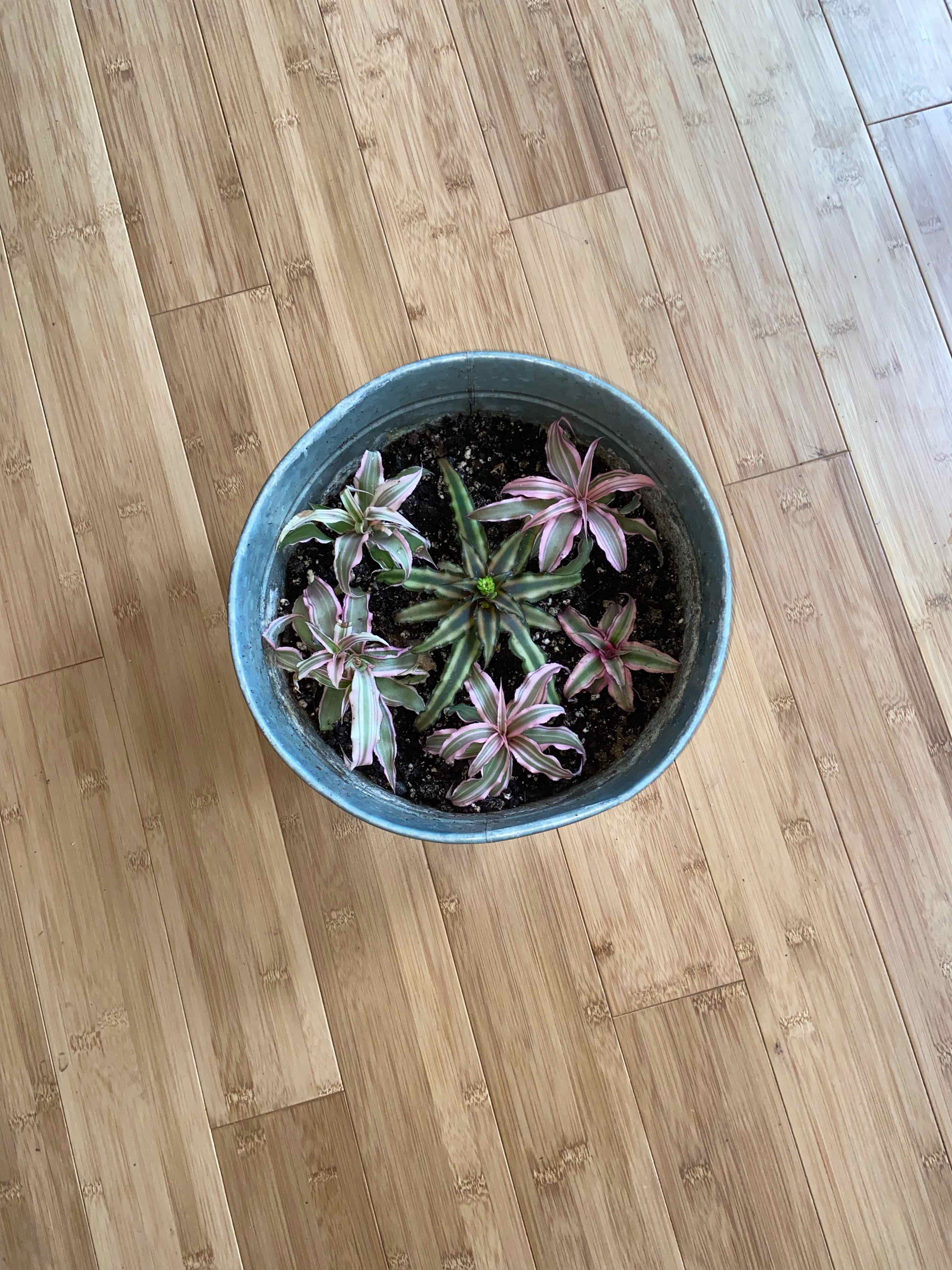 Propagating Your Earth Stars: Step-by-Step Guide