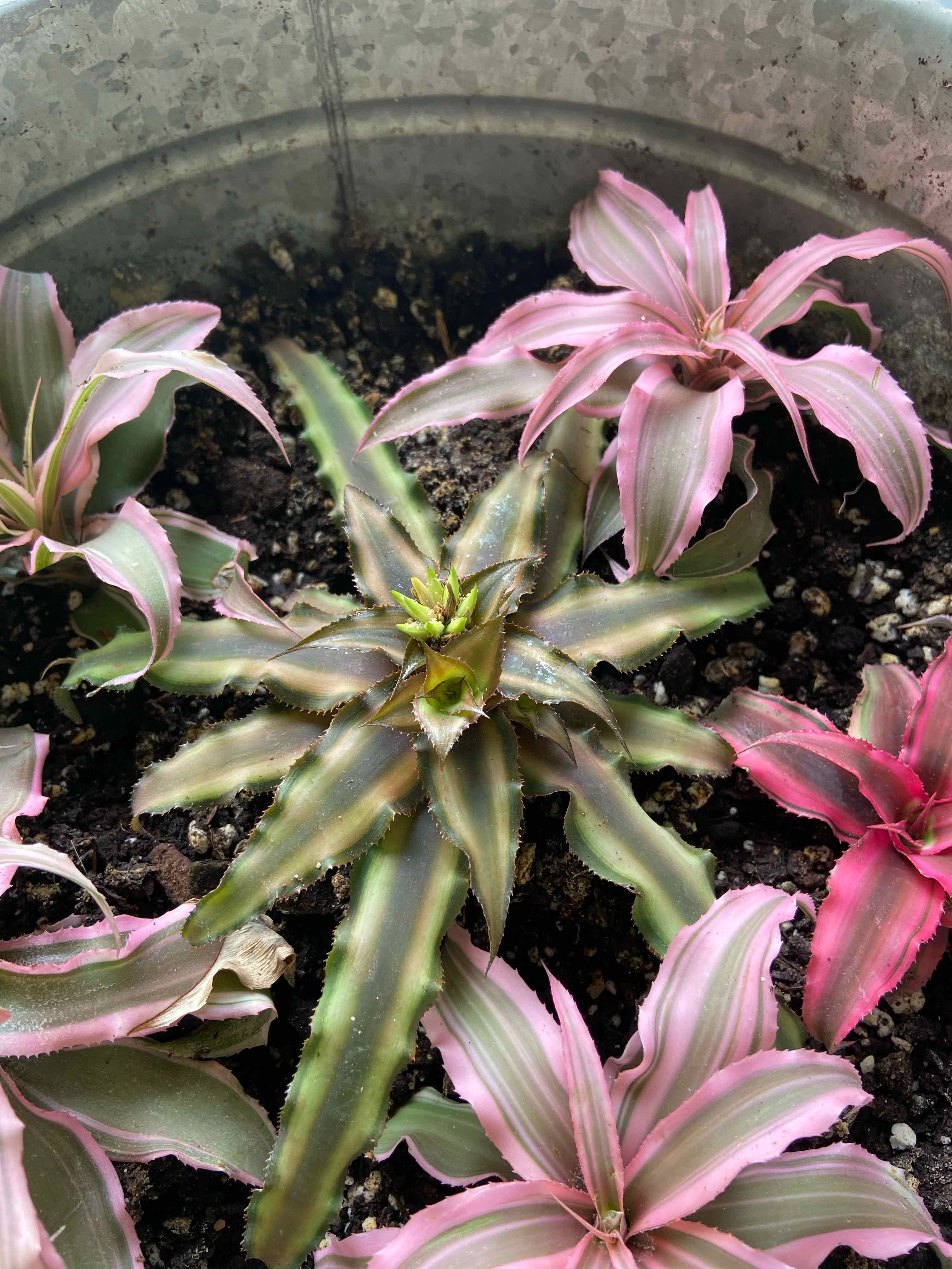 Propagating Your Earth Stars: Step-by-Step Guide