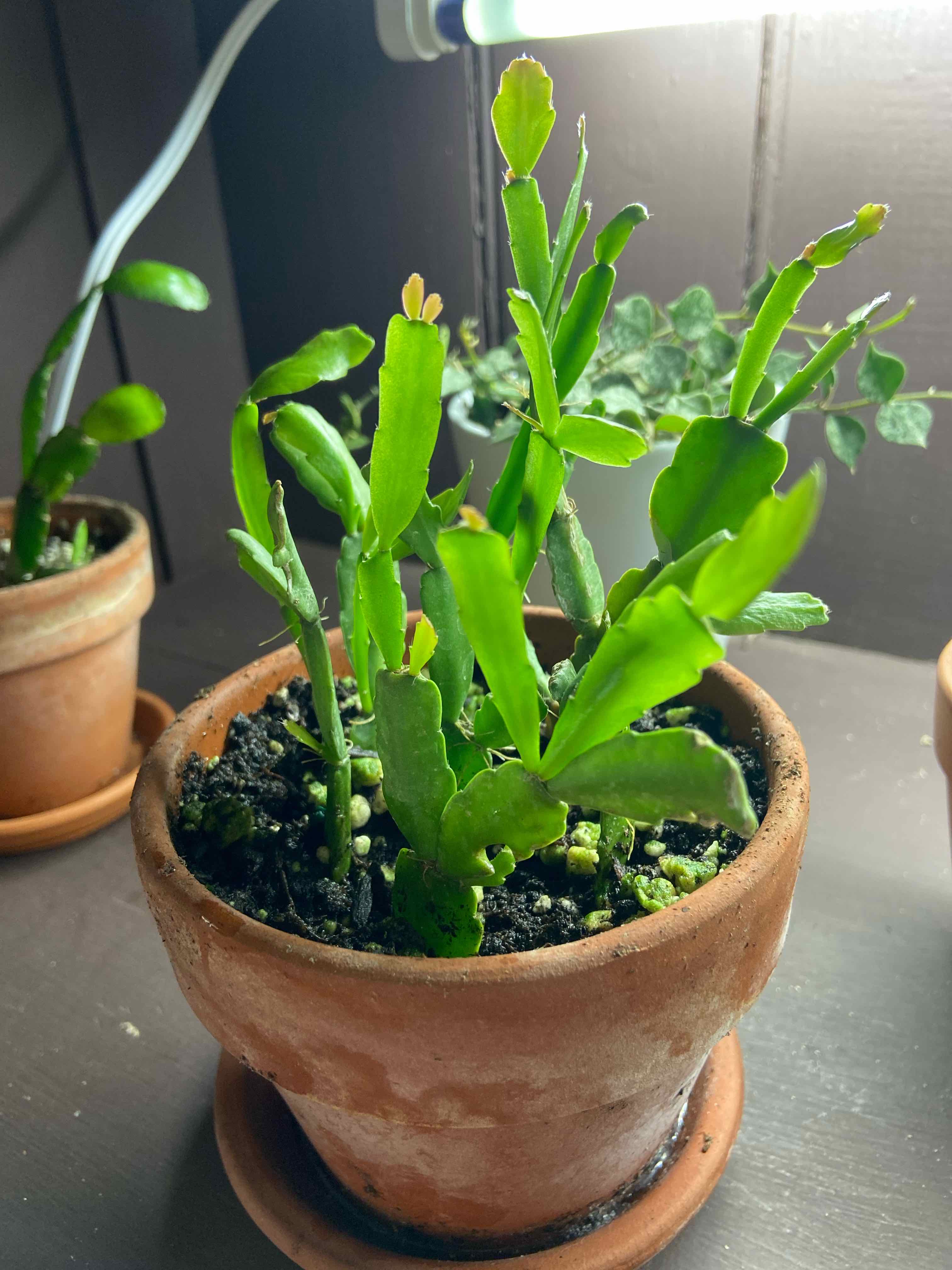 🌞 How Much Sunlight Does My Christmas Cactus Need?