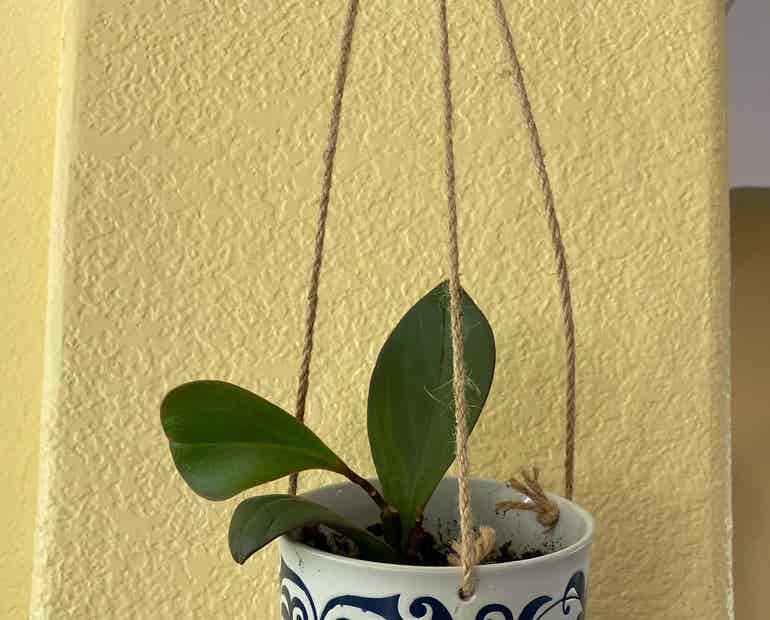 Common Peperomia Red Edge Problems Common Peperomia Red Edge Problems