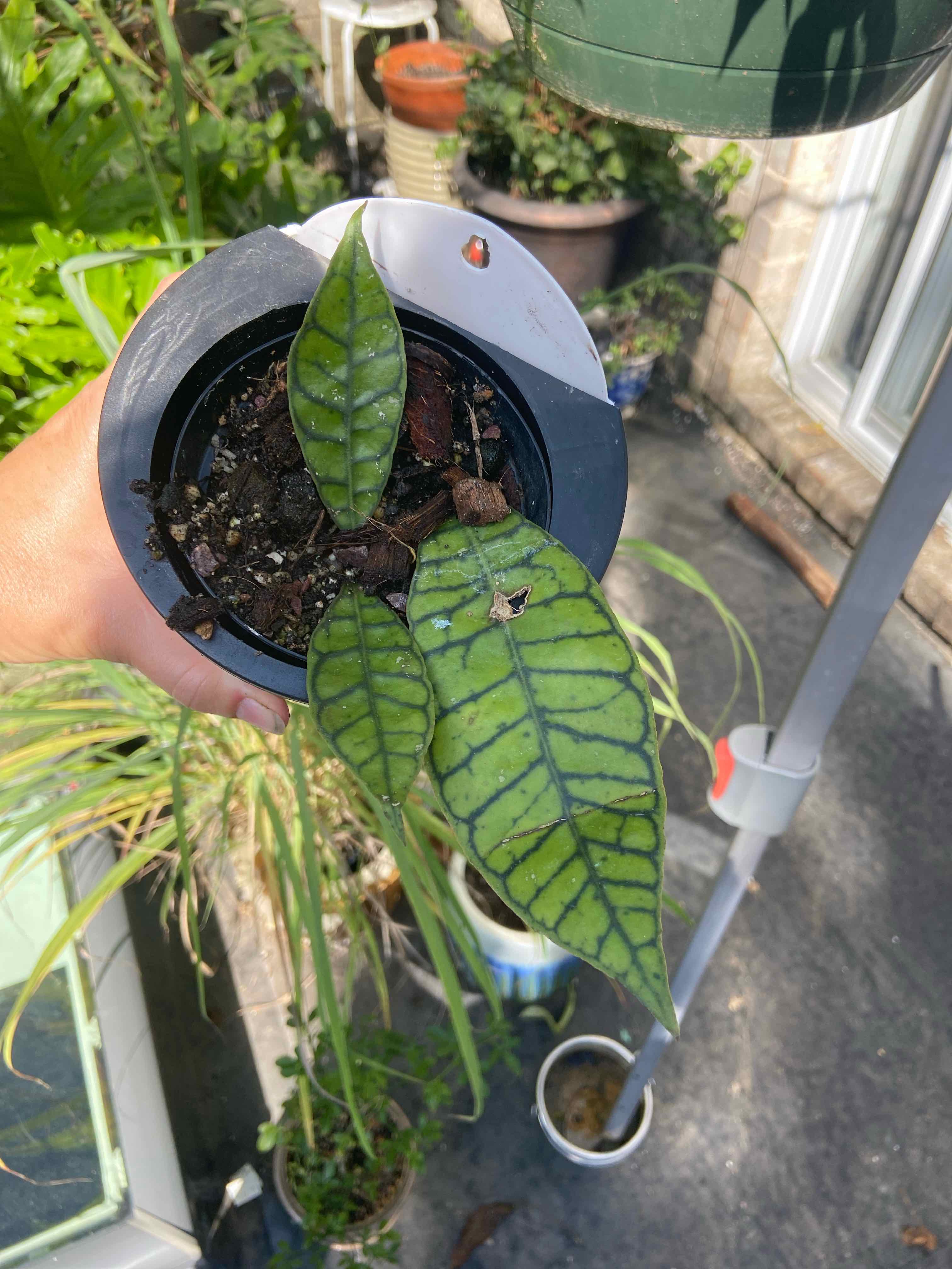 Why Are There Brown Spots on My Hoya callistophylla?