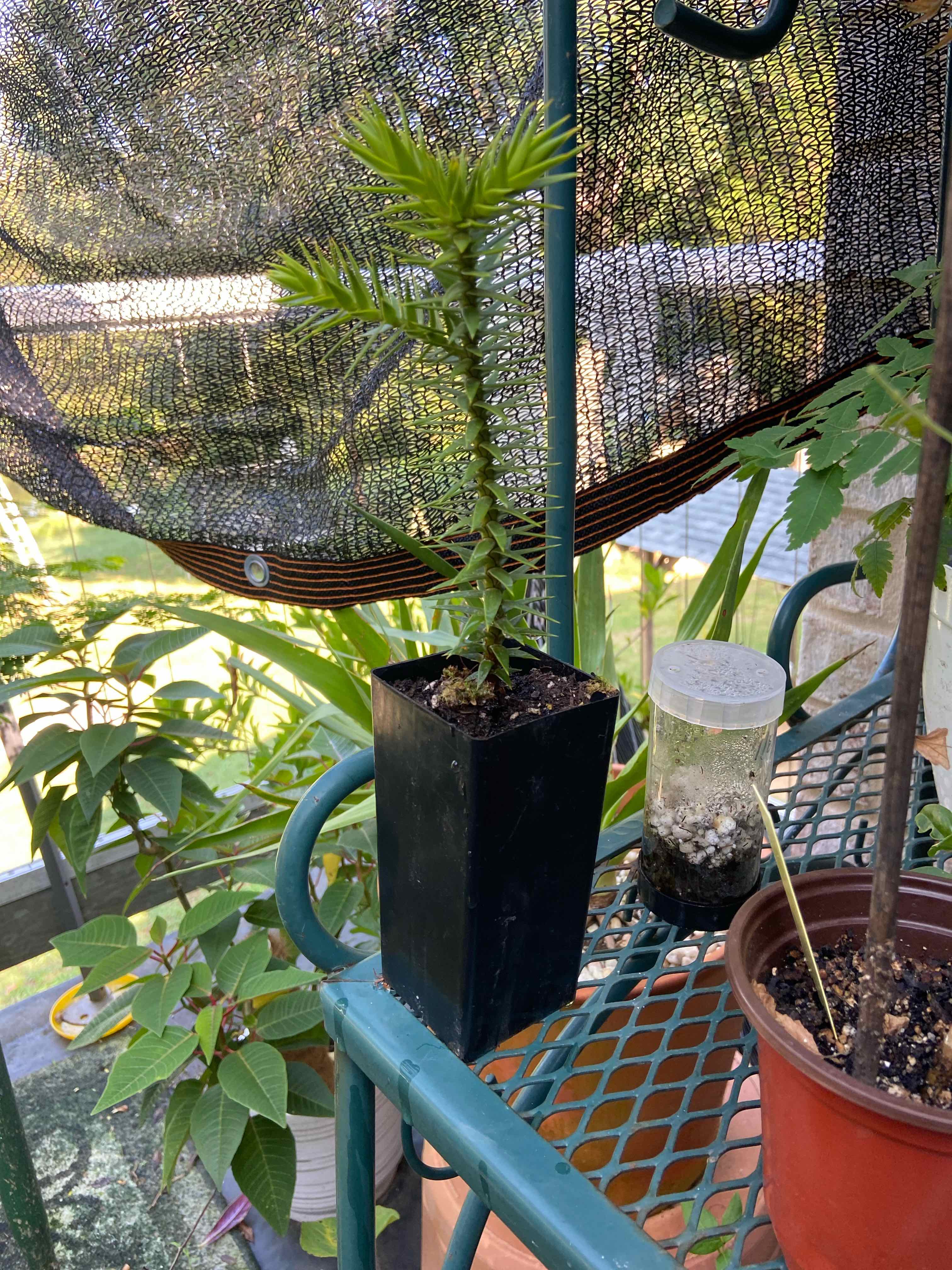 🥀 How Can You Tell If A Monkey Puzzle Tree Is Dying?