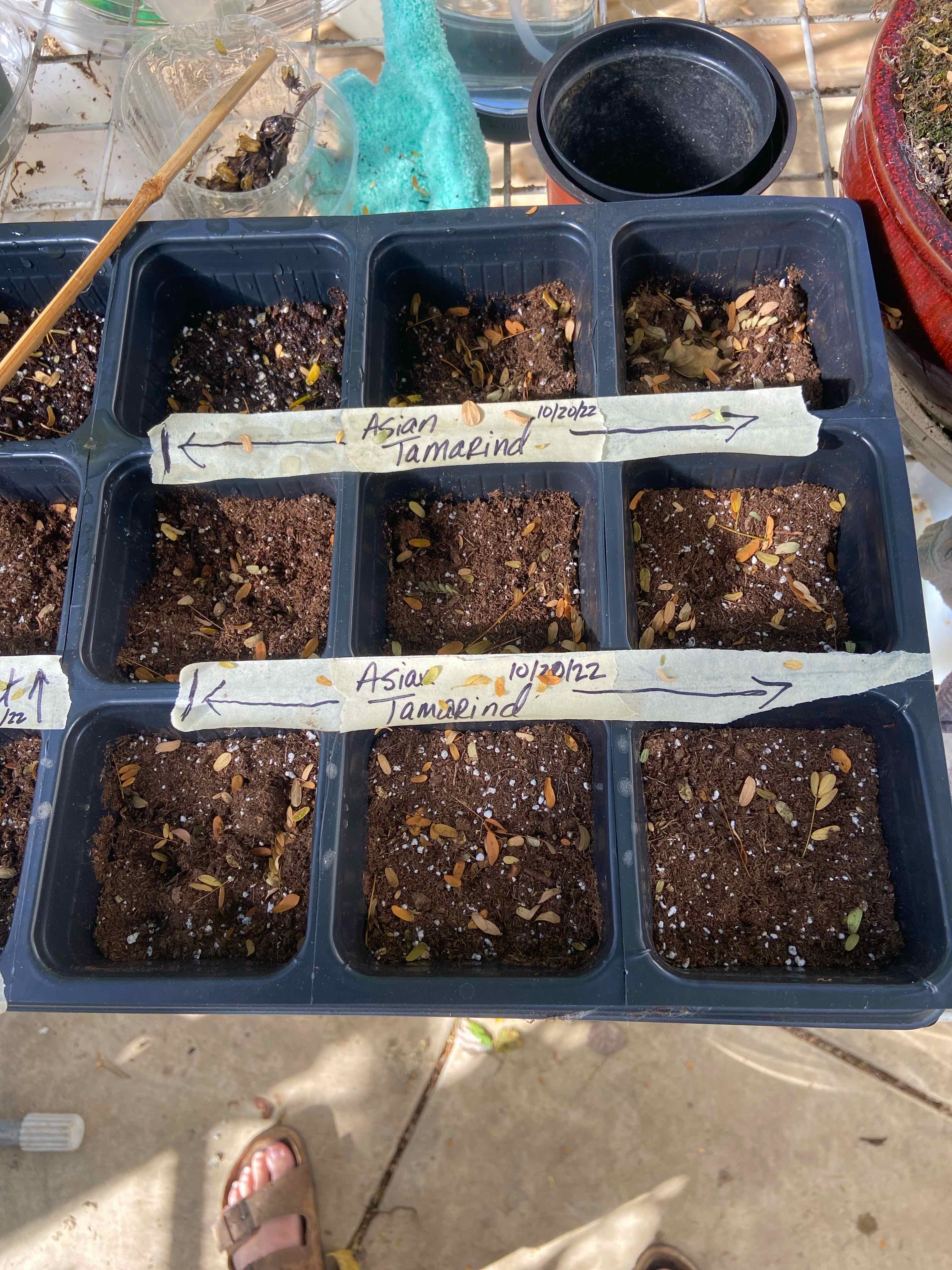 Propagating Tamarind: The Ultimate Guide