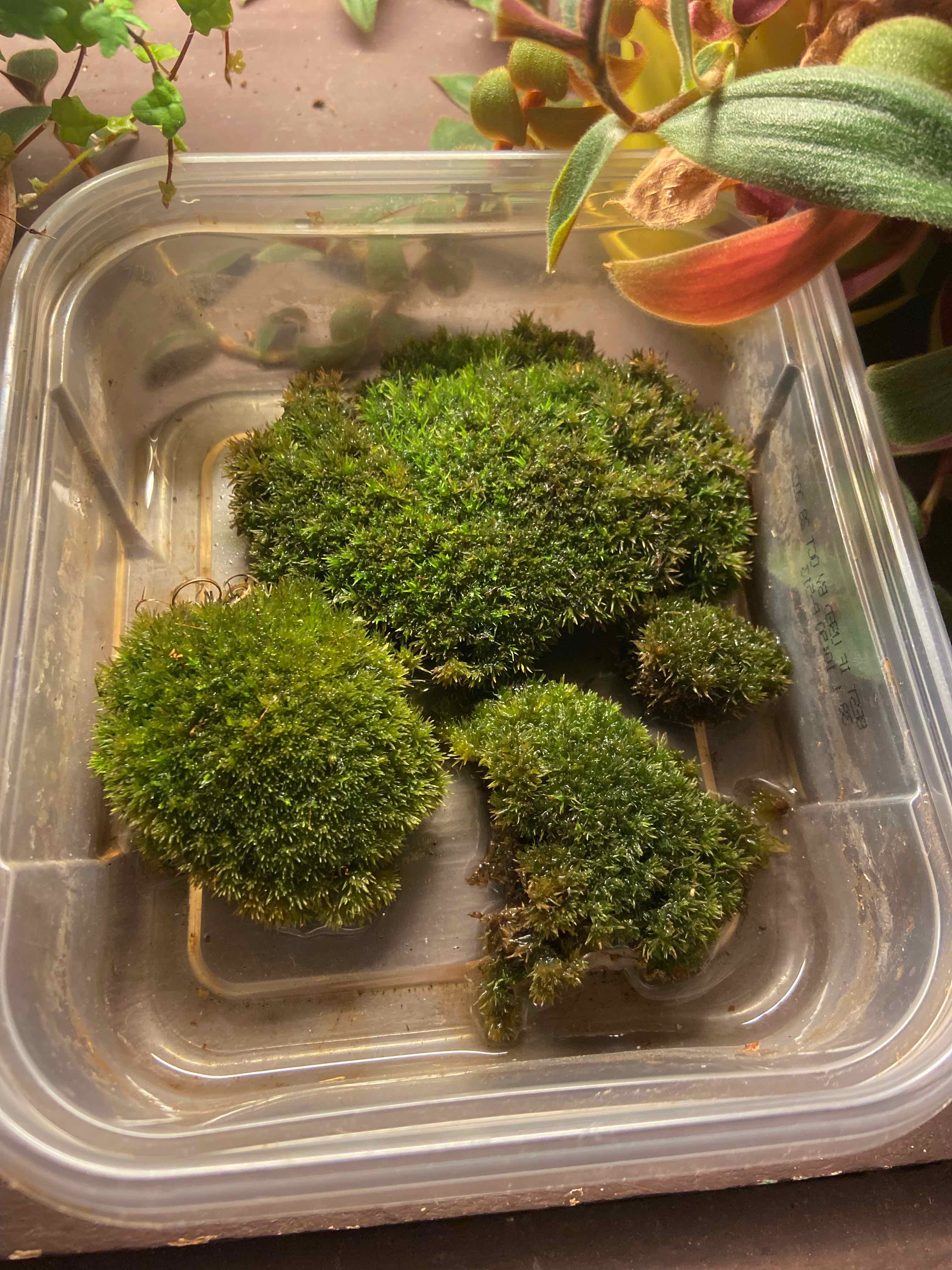 Black Spots on My Pincushion Moss Leaves