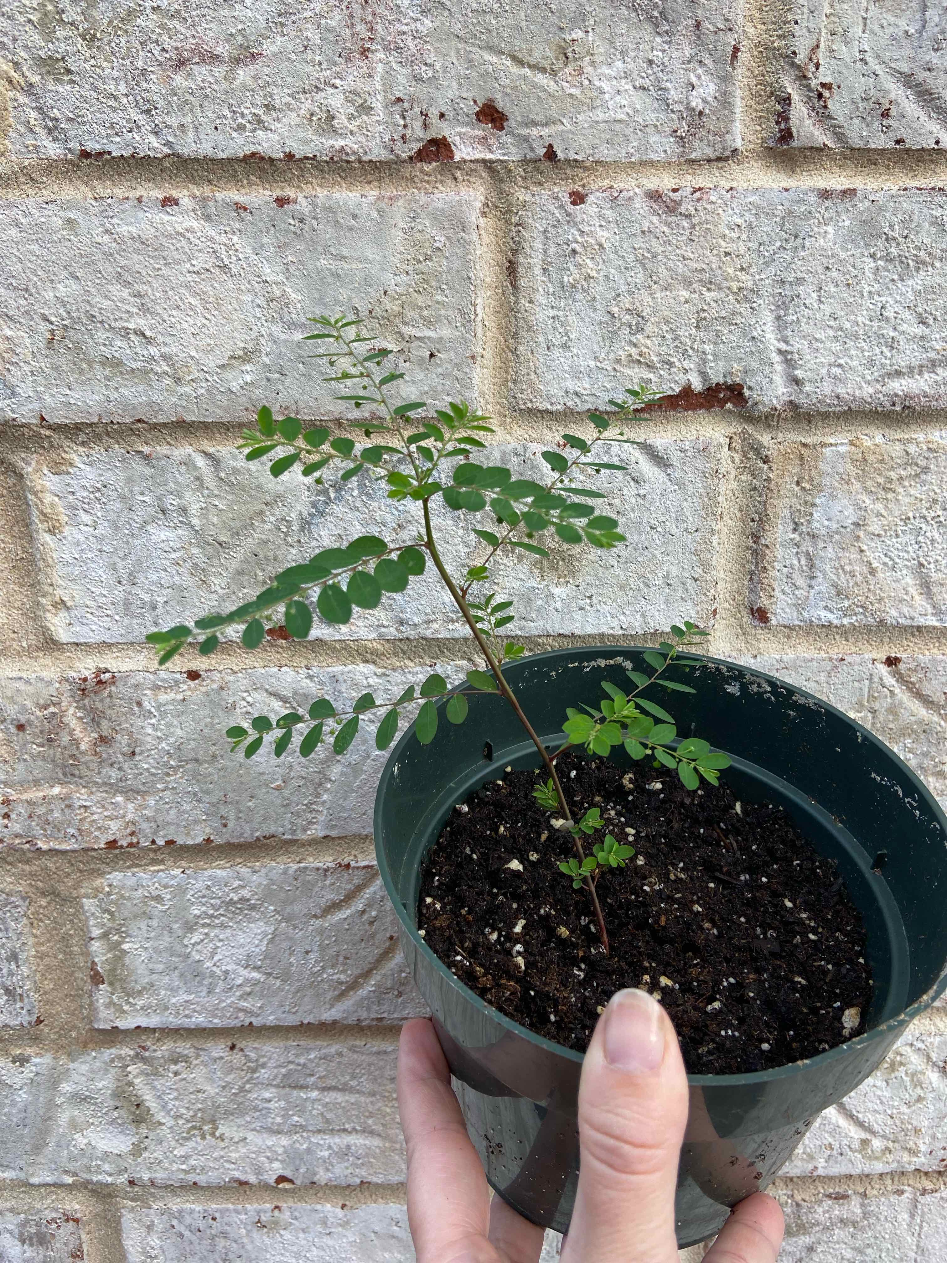 Propagating Chamber Bitter: Step-by-Step Guide