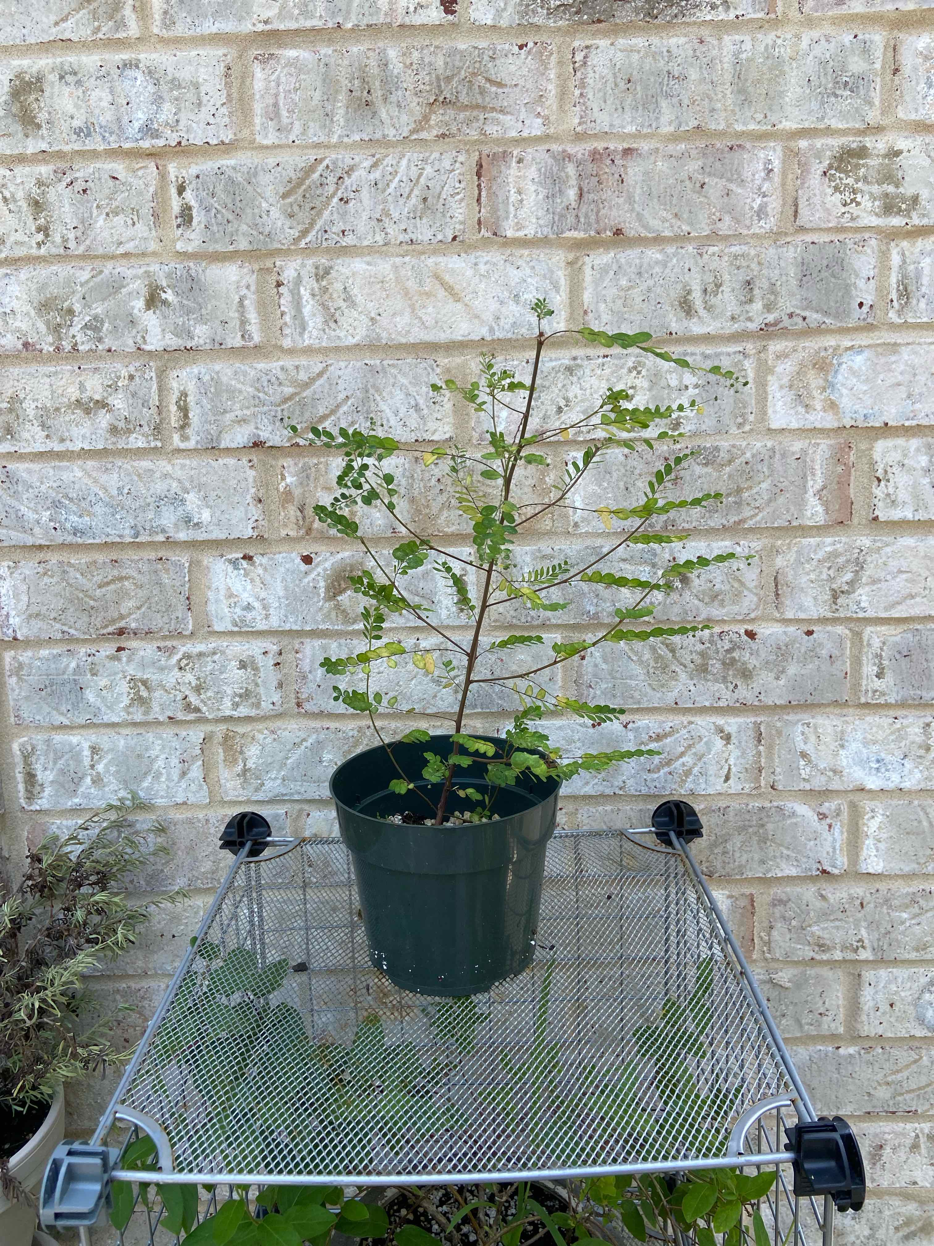 How to Get a Chamber Bitter to Bloom