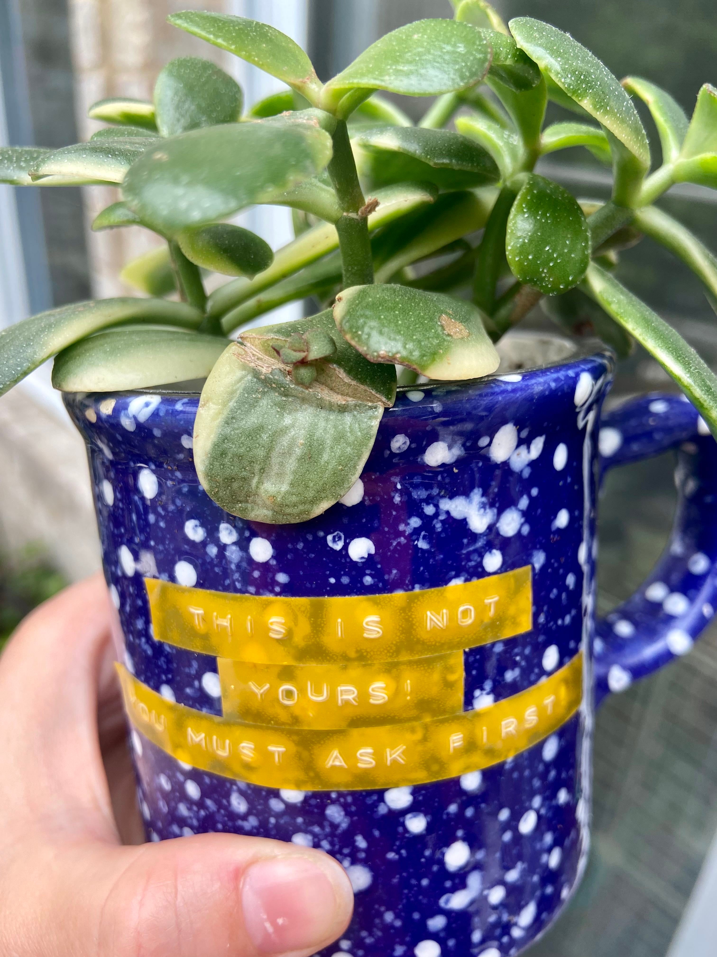 'Lemon & Lime' Jade Plant Care 101: Water, Light & Growing Tips