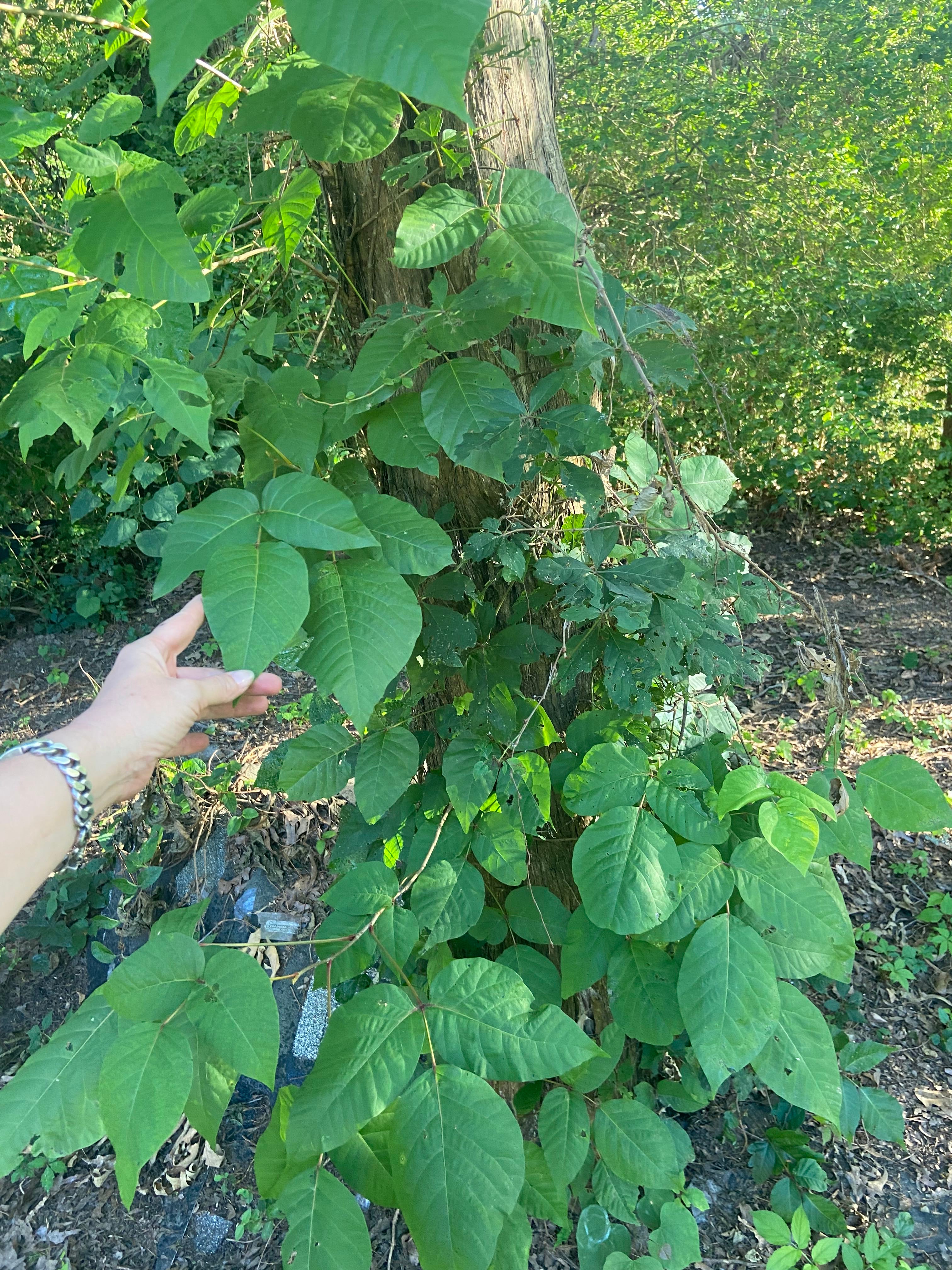 🐝 6 Easy Ways to Pollinate Poison Ivy